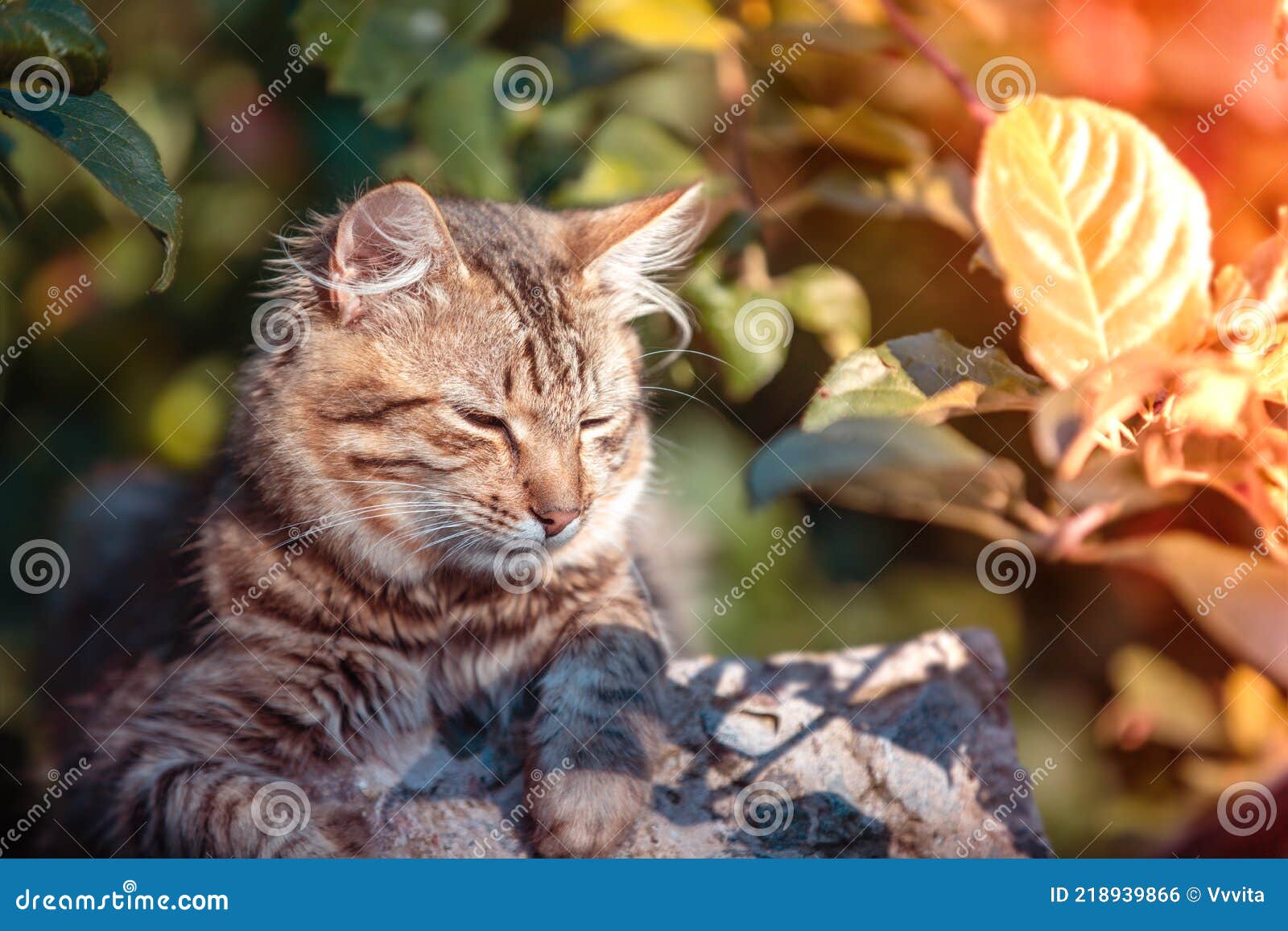 Cat Sleeping in Summer Orchard Stock Photo - Image of cute, fall: 218939866