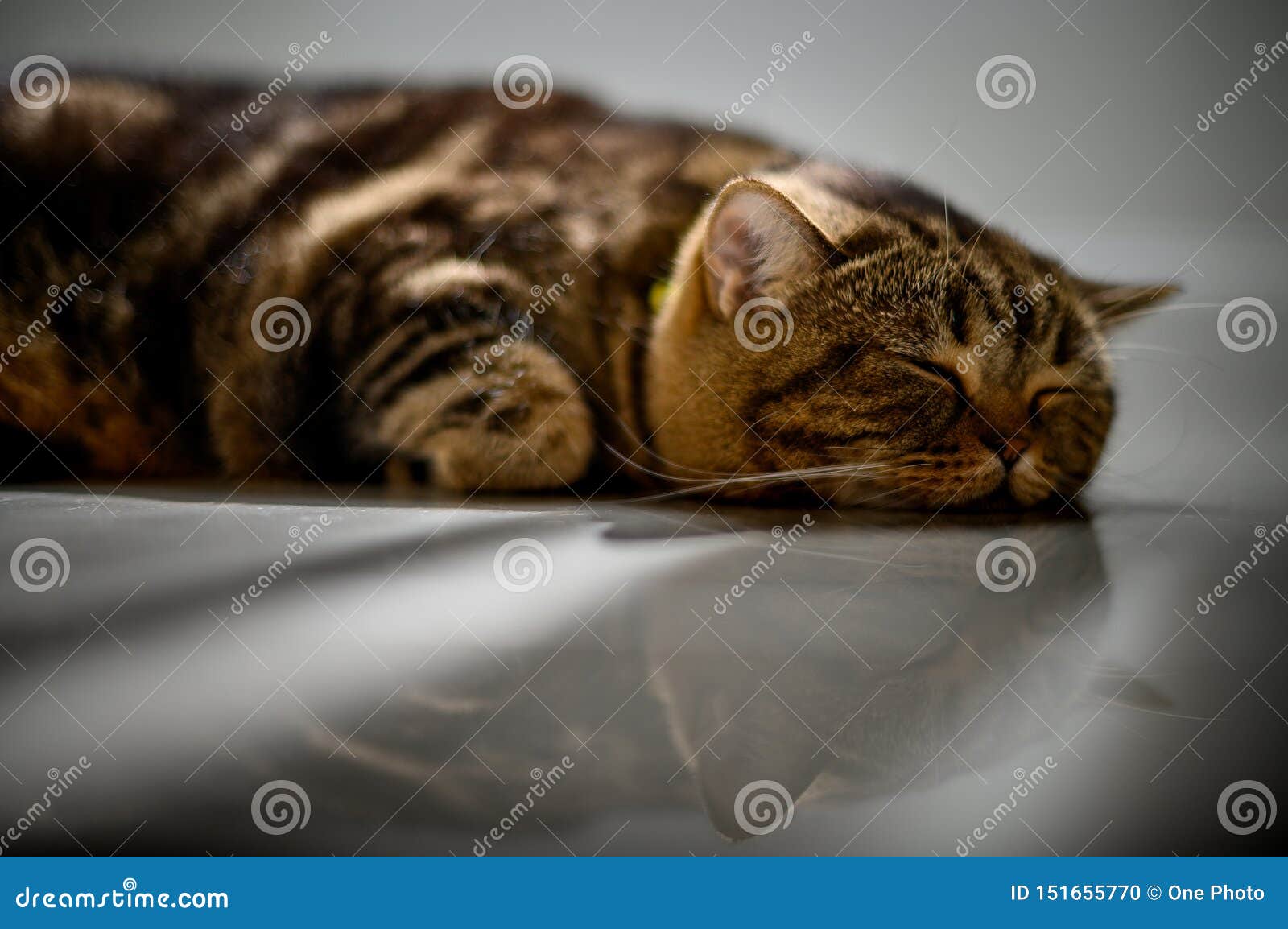 Cute Cat Sleeping Perfect Dream Cat Stock Photo - Image of kitty ...