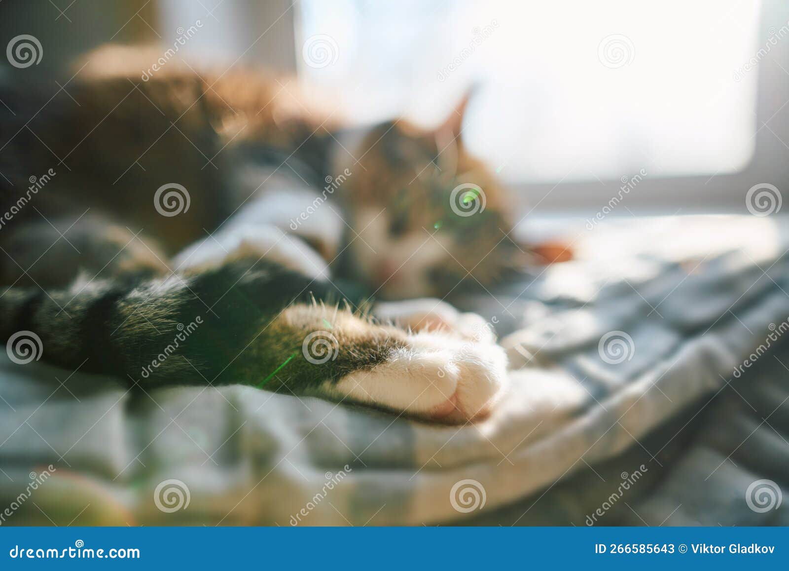 Cute Cat Sleeping on Plaid in Morning Sun Rays. Stock Image - Image of ...