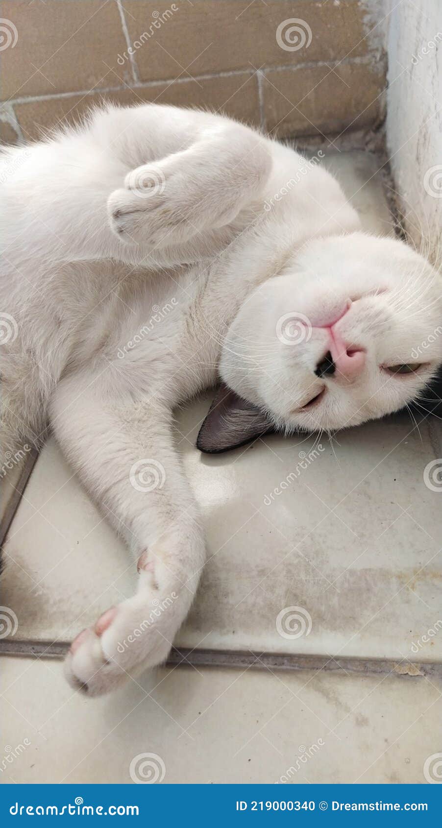Cute Cat Sleeping Pose, Miaw Stock Photo - Image of sleeping, pose ...