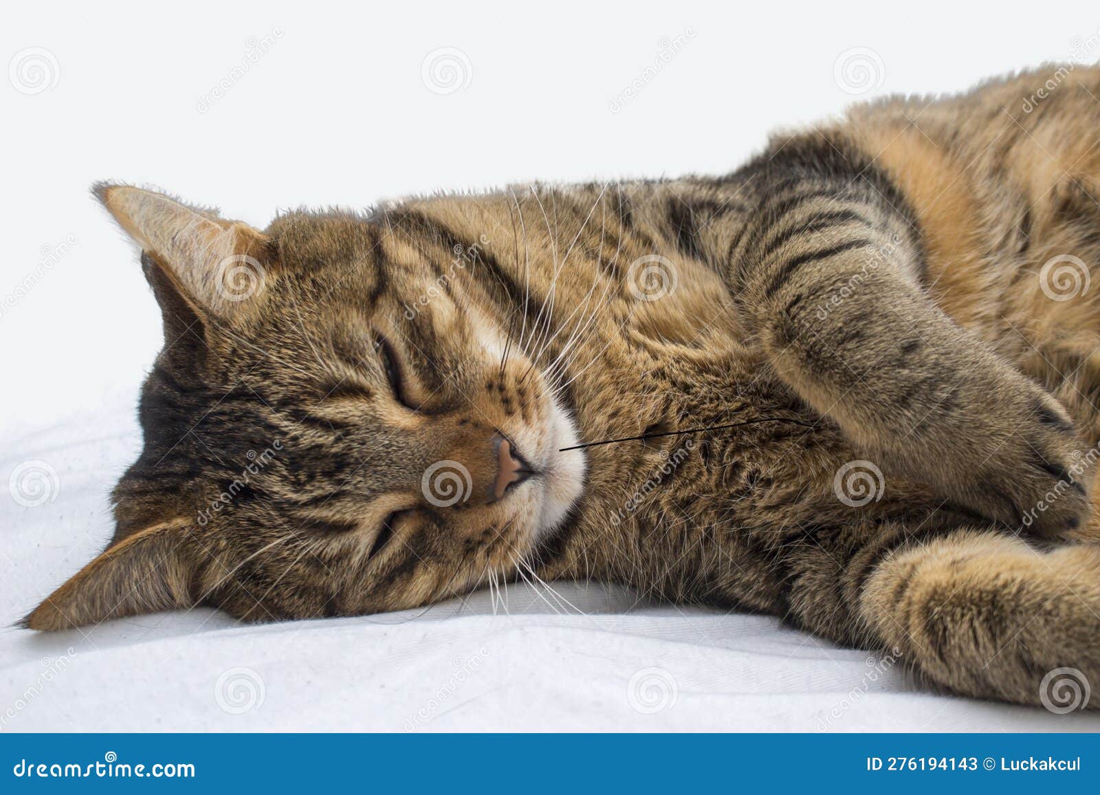 Cute Cat Sleeping and Resting. Stock Image - Image of lovely, head ...