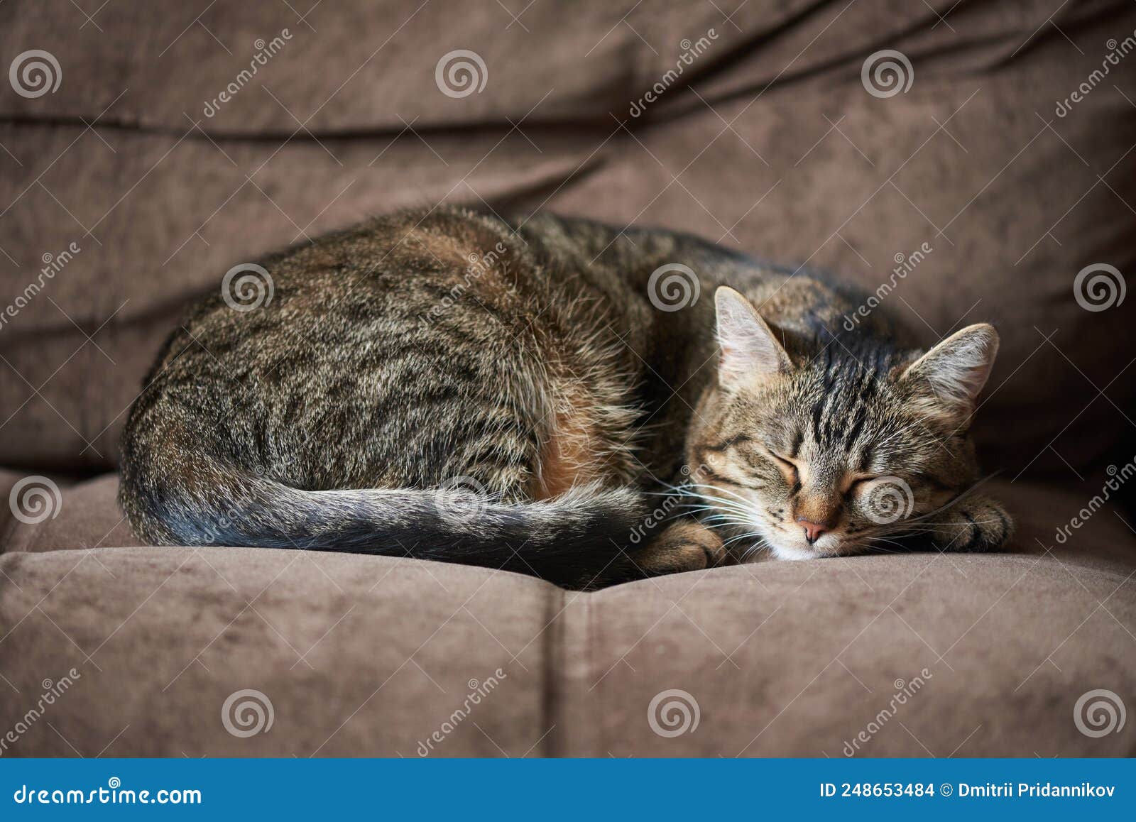 Cute Cat Sleeping on the Sofa at Home Stock Photo - Image of tired ...