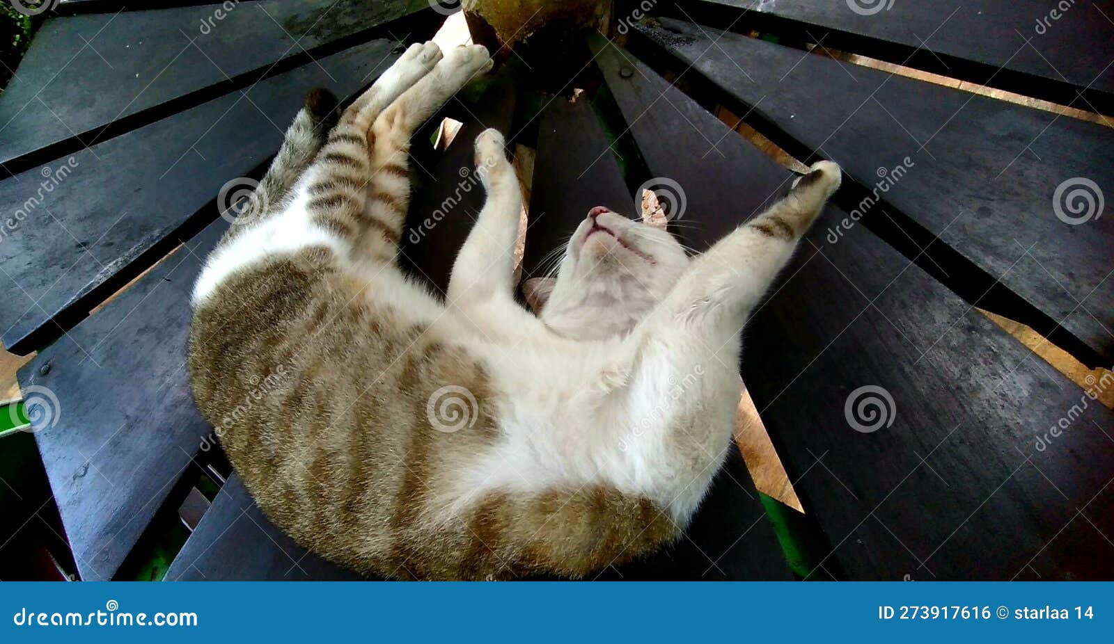 Cute cat stock photo. Image of sleeping, sprawled, table - 273917616