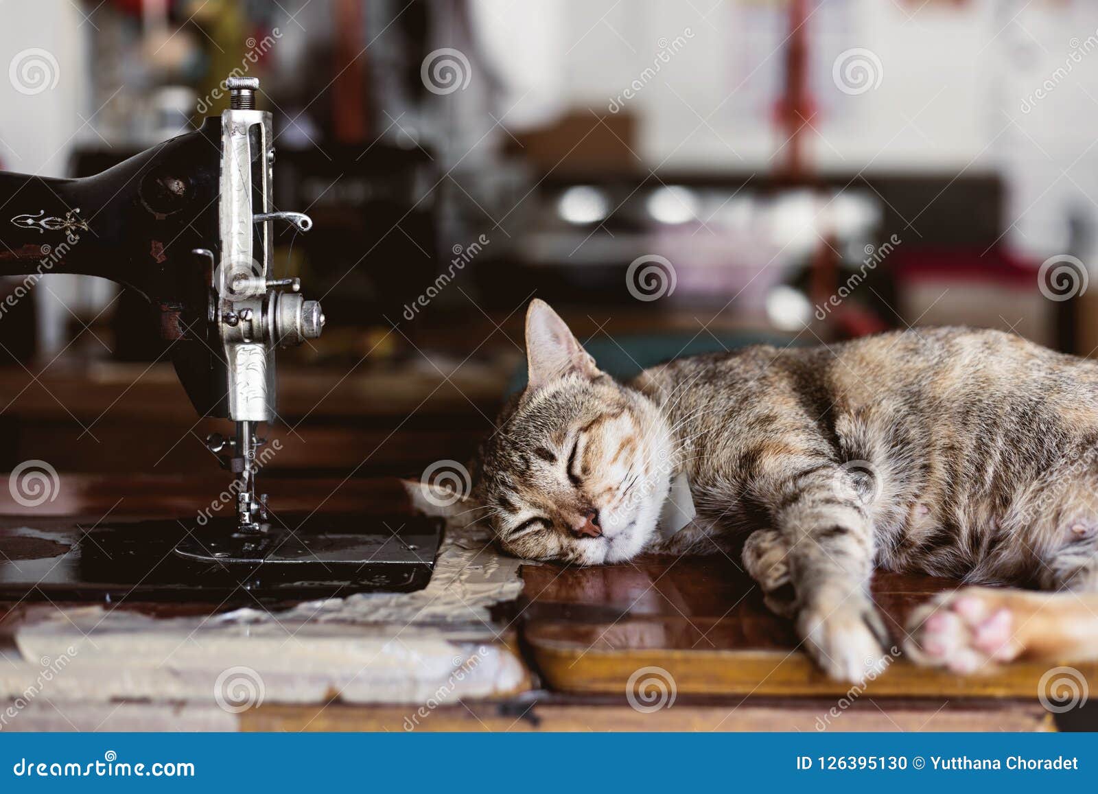 Cute Cat Sleeping on the Table with Old Sewing Machine Stock Photo ...