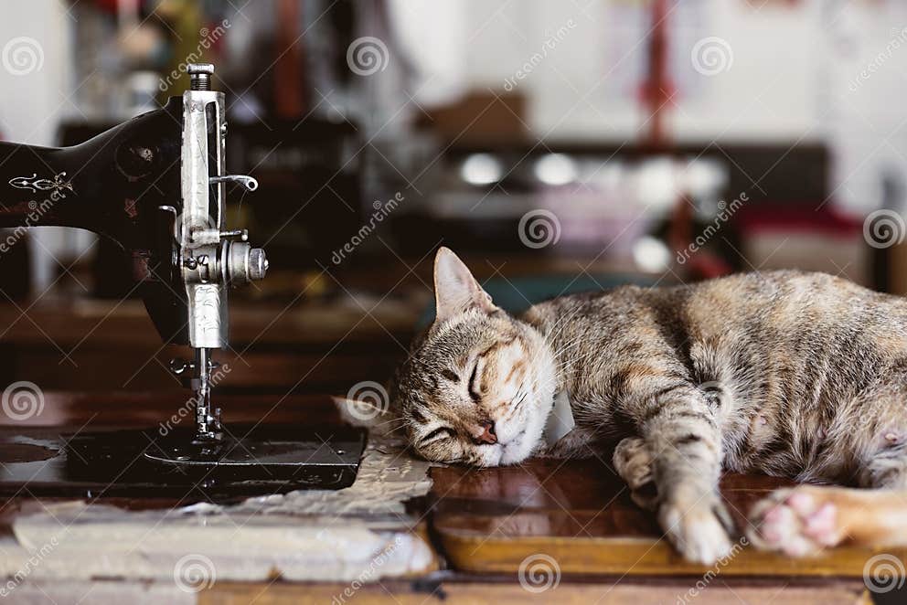 Cute Cat Sleeping on the Table with Old Sewing Machine Stock Photo ...