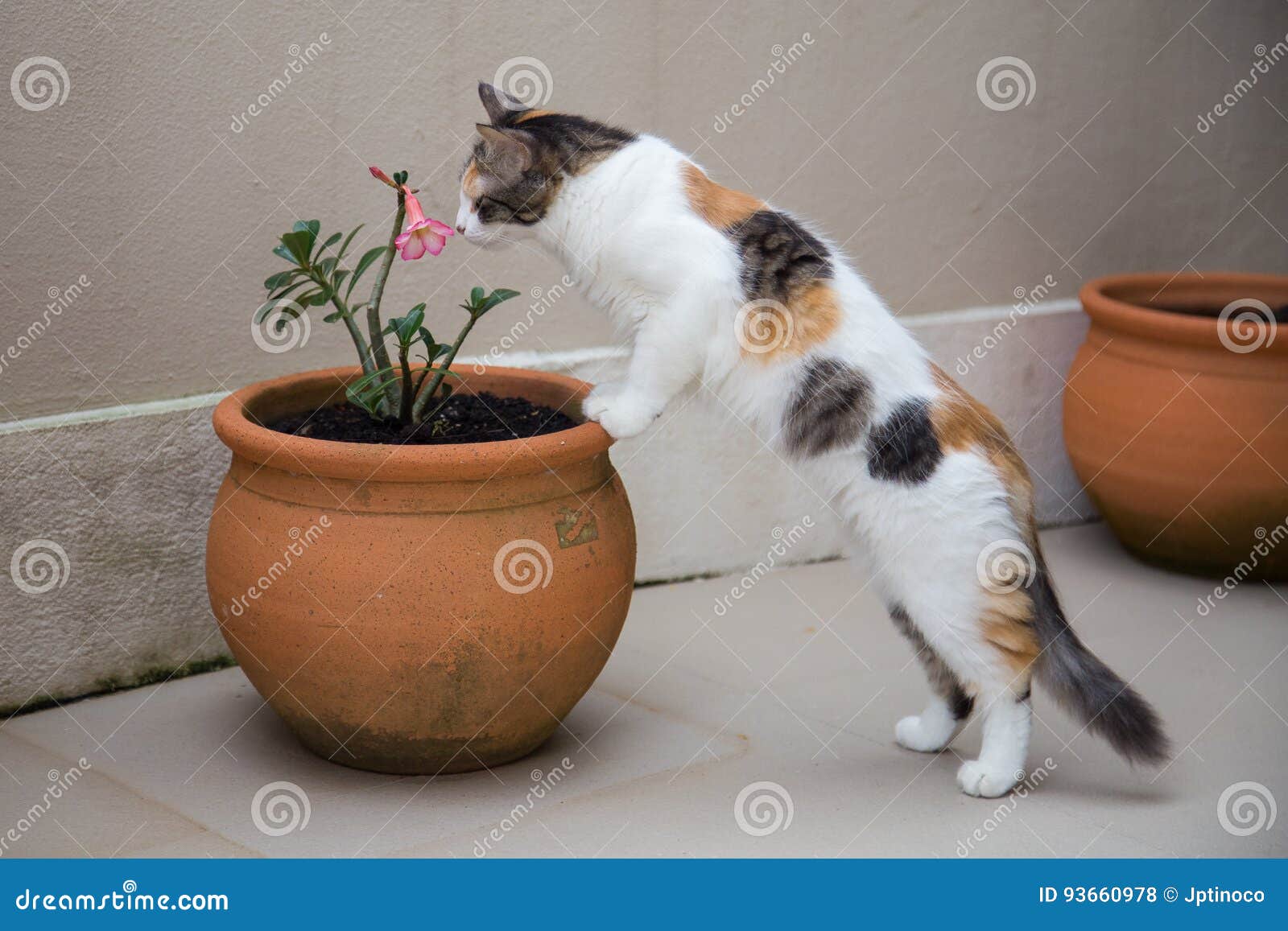 Cute cat smelling a flower stock photo. Image of domestic - 93660978
