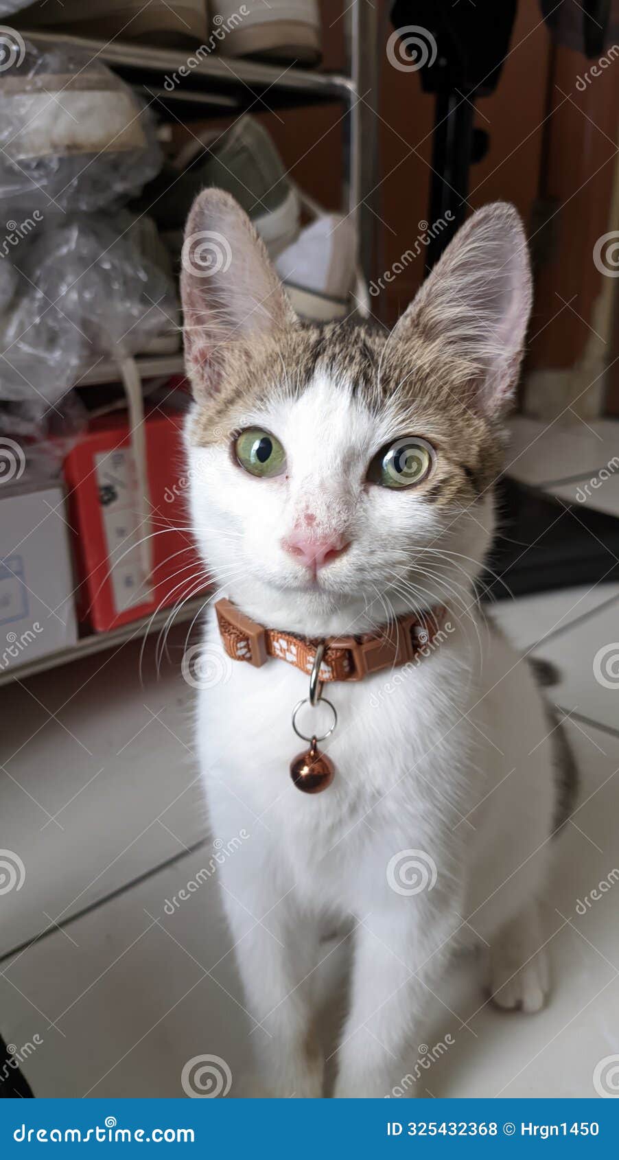 A Cute Cat is Smiling at the Camera, this Pet is Very Adorable Stock ...