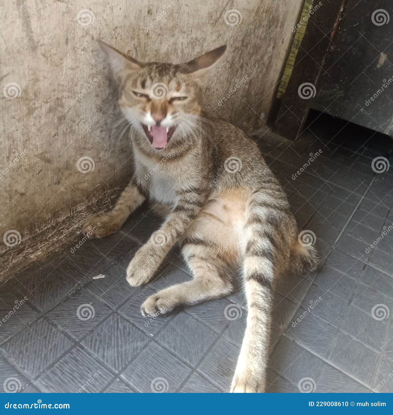 Cute Cat Smiling while Relaxing Stock Photo - Image of wildlife, cute ...