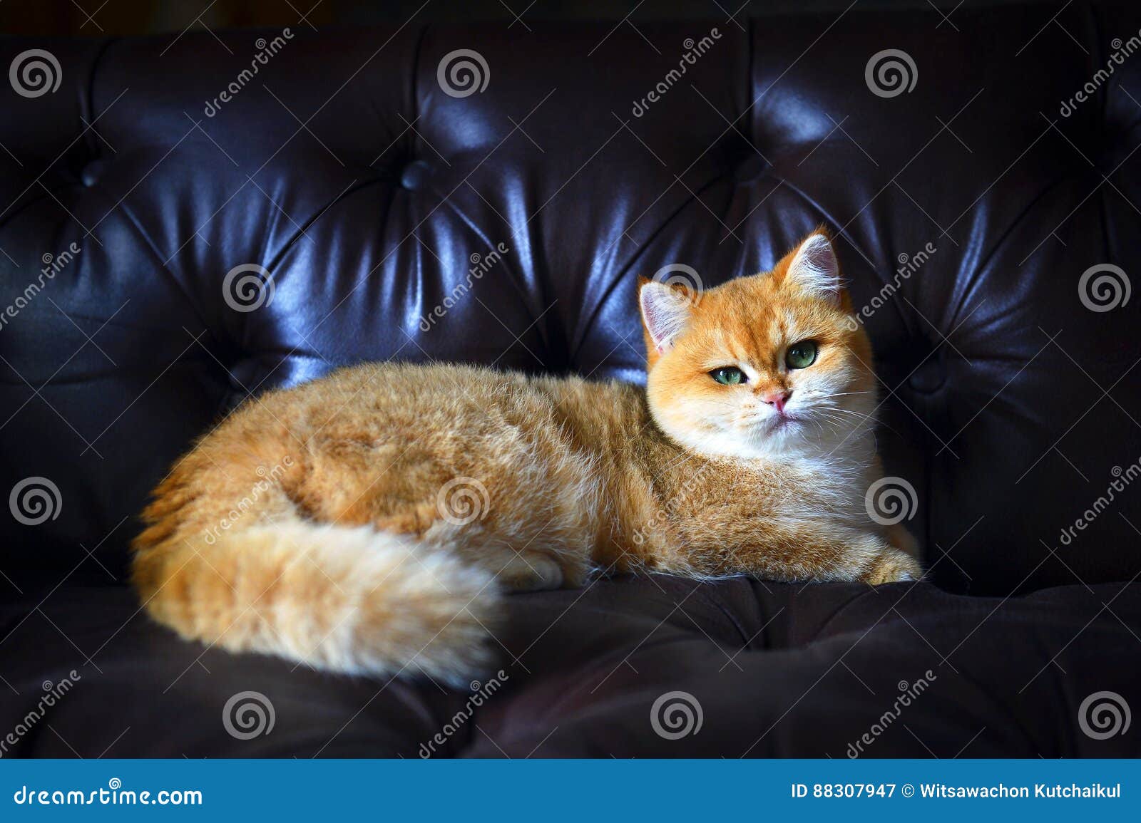 Cute cat on the sofa stock image. Image of looking, animal - 88307947
