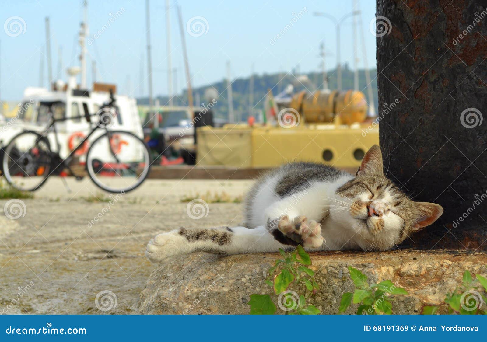Cute cat sprawl stock image. Image of leisure, outdoor - 68191369