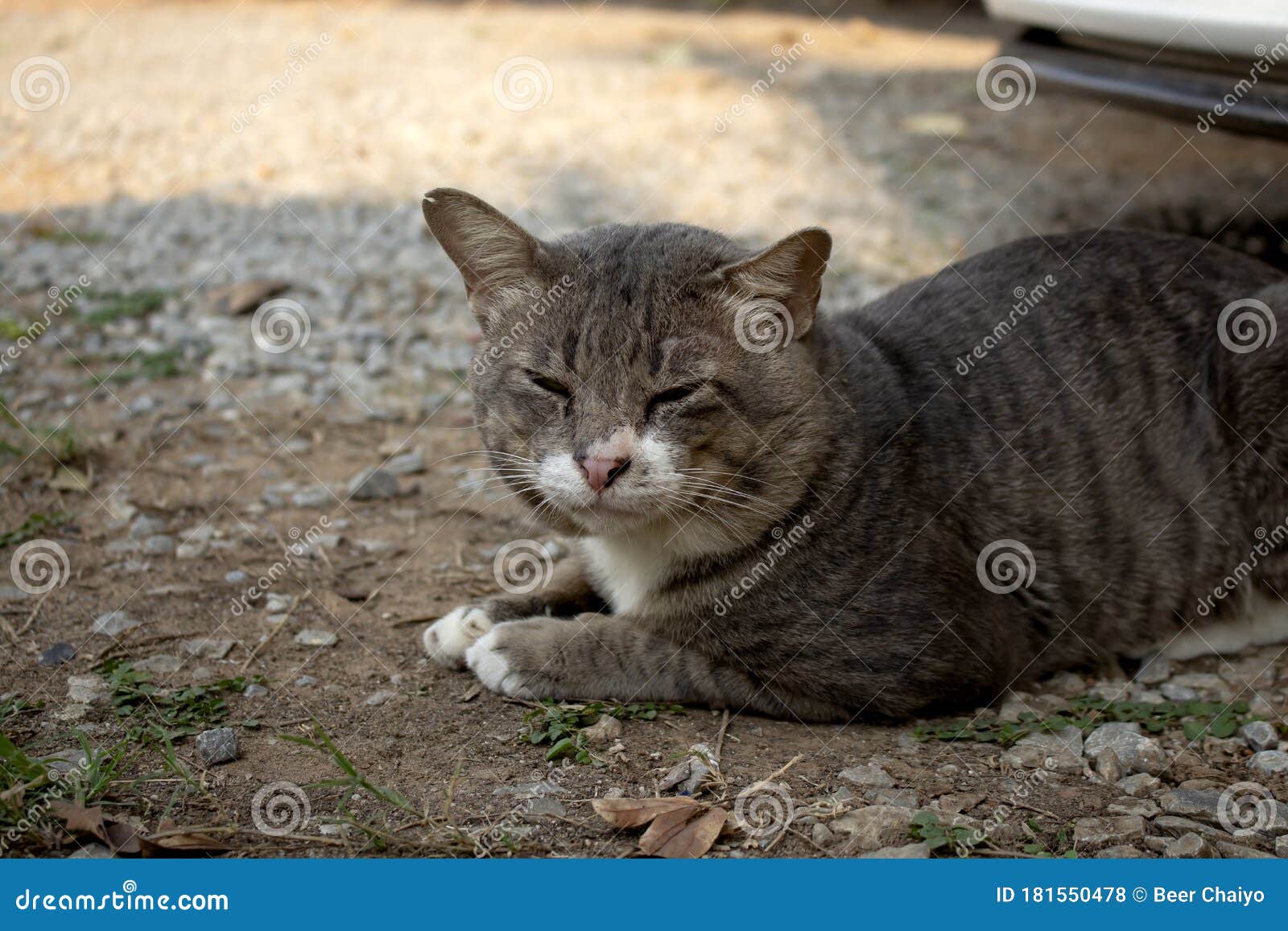 A Cute Cat is Squinting Eyes Stock Photo - Image of eyes, nose: 181550478