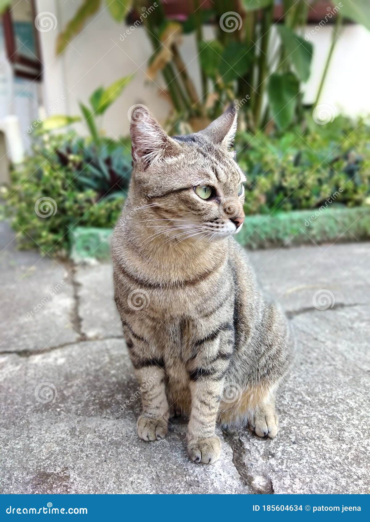 A Cute Cat Stand in Front of Garden Stock Photo - Image of cute, nose ...