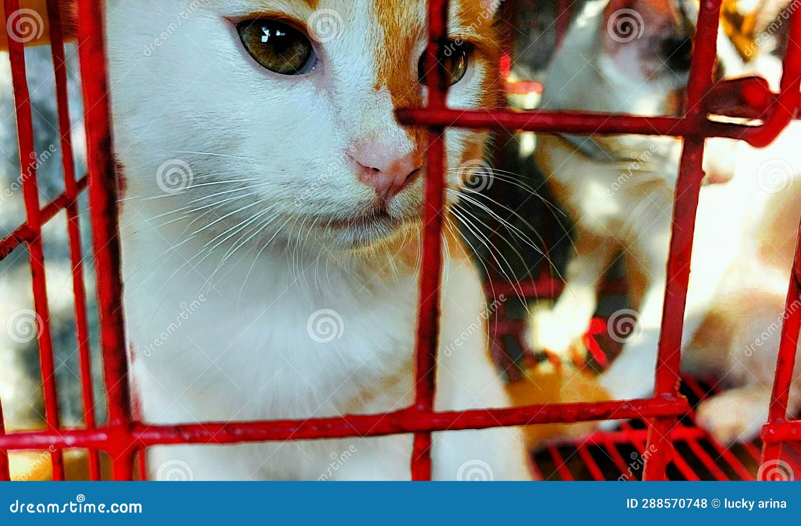 Cute Cat Standing Inside in the Cage Stock Photo - Image of standing ...