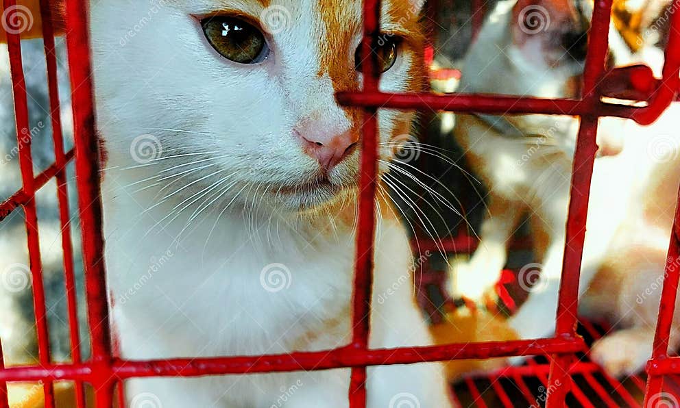 Cute Cat Standing Inside in the Cage Stock Photo - Image of standing ...