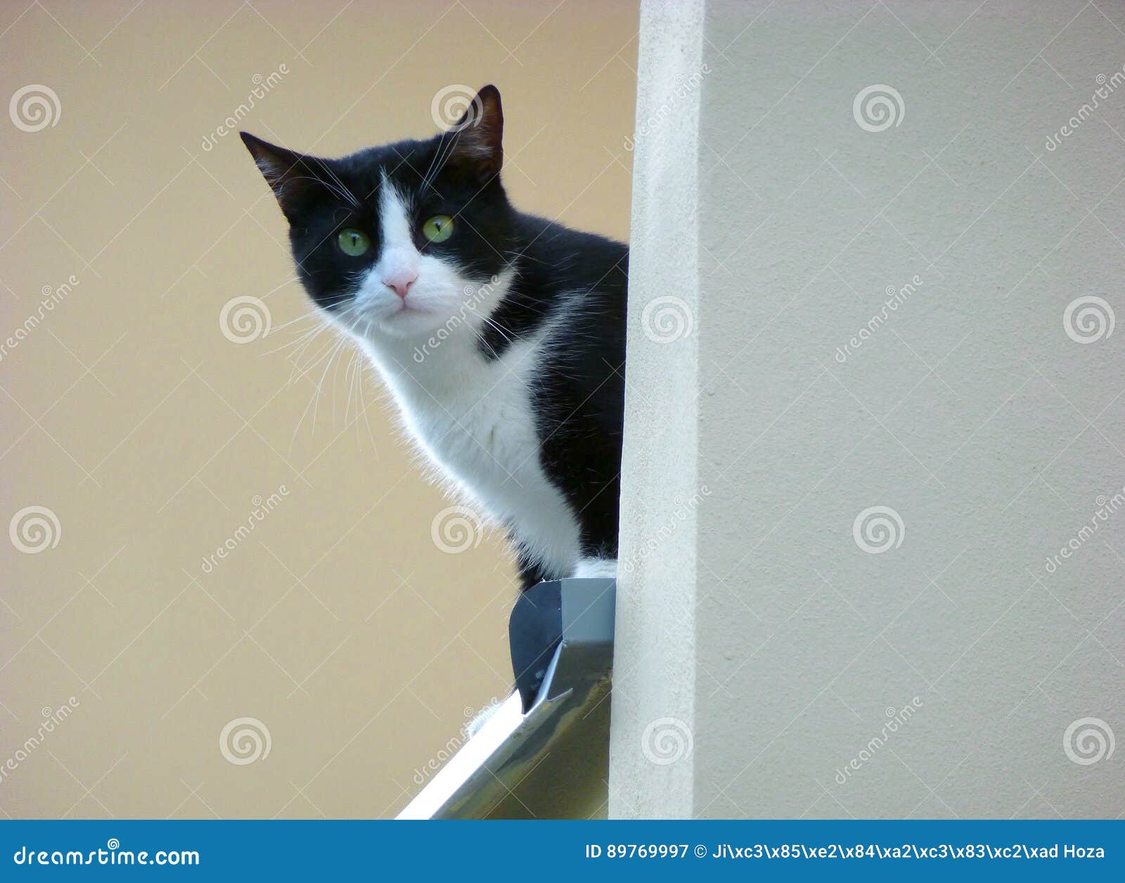 Cute Cat Standing on a Ledge Stock Image - Image of looking, wall: 89769997