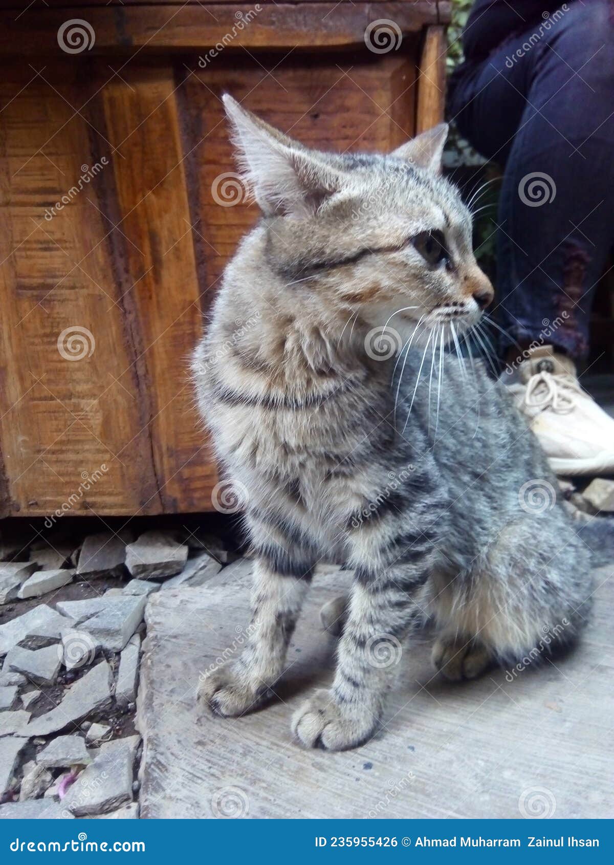 A Cute Cat Stands Over Flat Stone Stock Photo - Image of mammal, nose ...