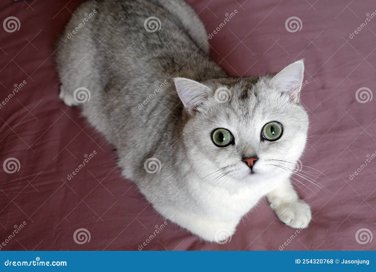 Stare of cute cat stock photo. Image of stare, show - 254320768