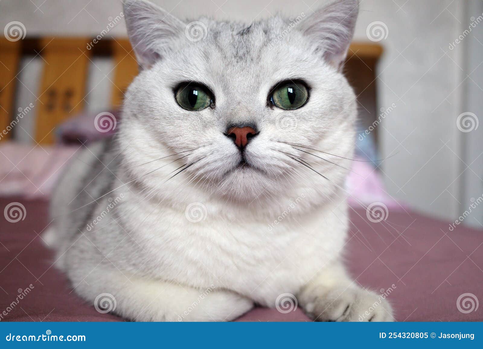Stare of cute cat stock image. Image of show, master - 254320805