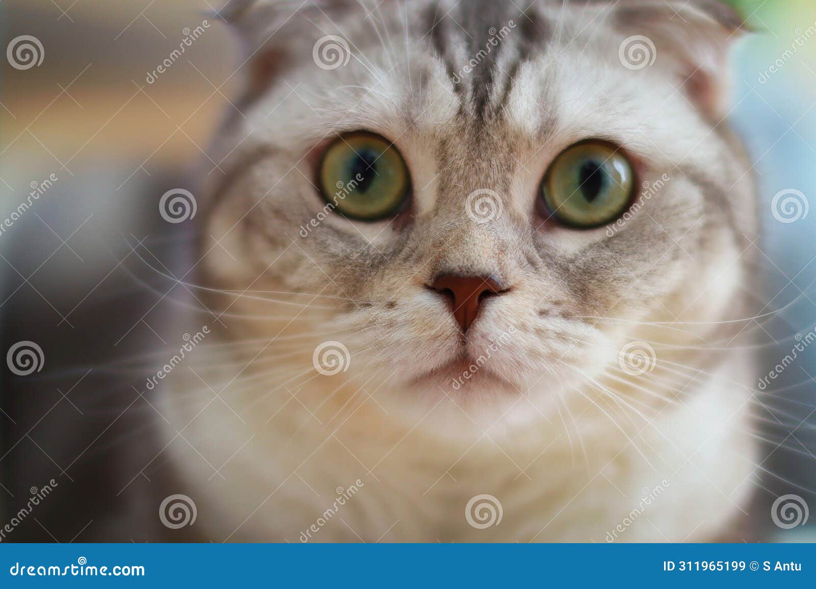 Cute cat Staring at cats stock image. Image of whiskers - 311965199