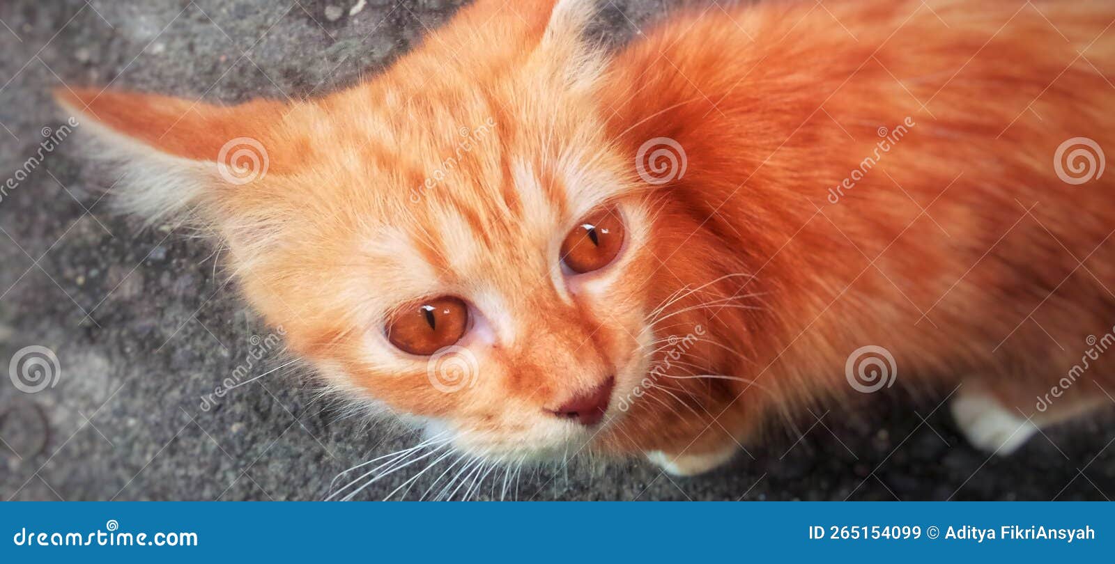 Cute cat staring intently stock image. Image of animal - 265154099