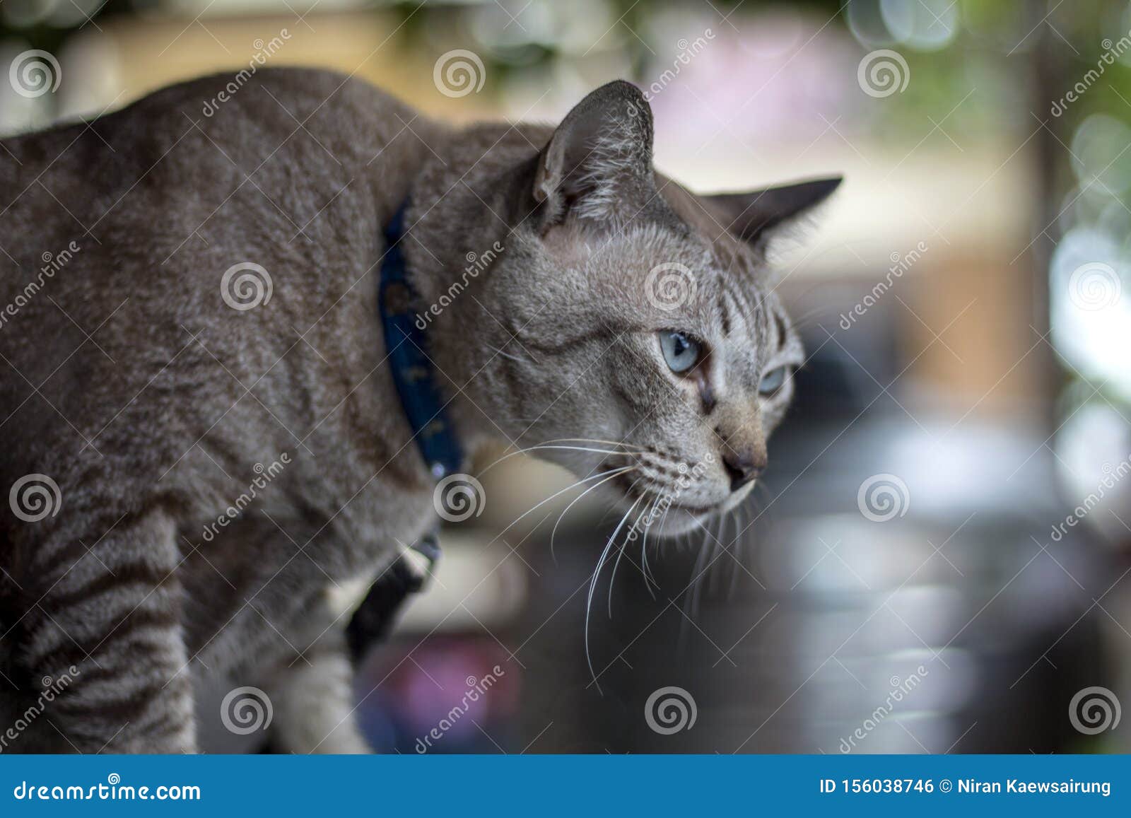 The Cute Cat is Staring at the Victim Stock Photo - Image of mice, food ...