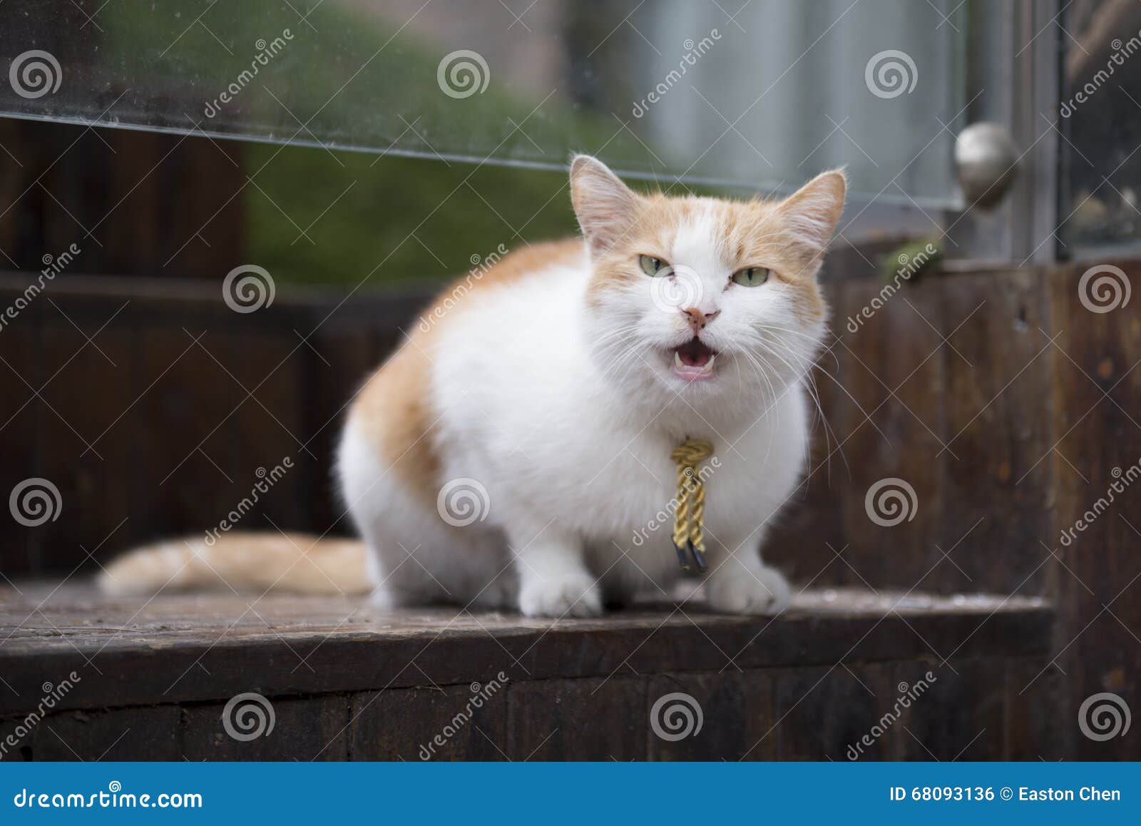 The cute cat stock photo. Image of step, animal, lovely - 68093136