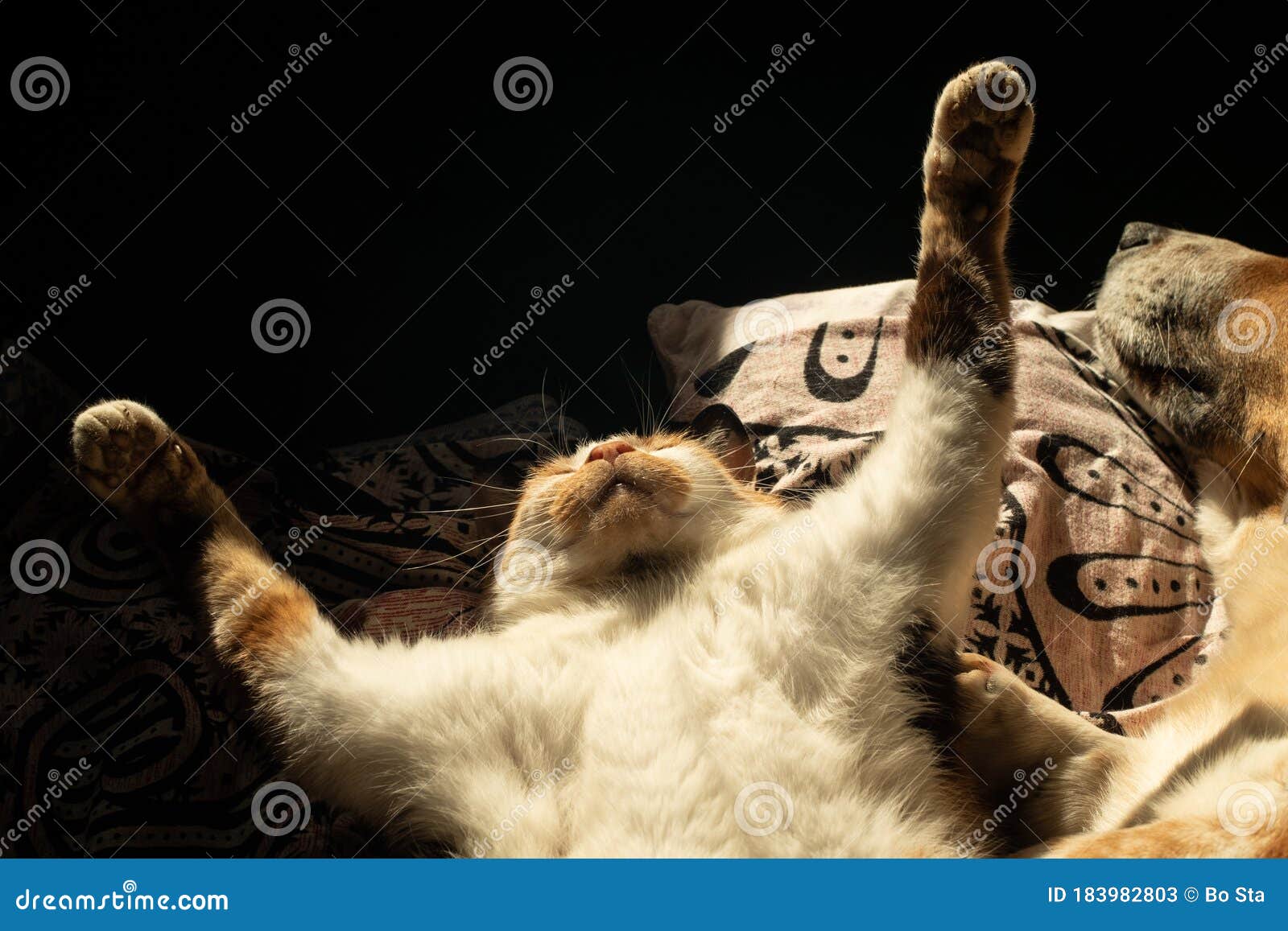 Cat stretches in bed stock image. Image of idilic, indoor - 183982803