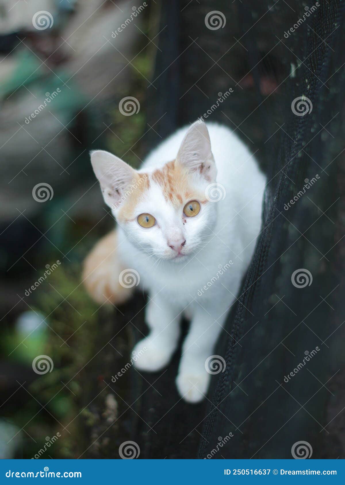 Cute Cat is Suitable As a Basic Material for Design and Others Stock ...