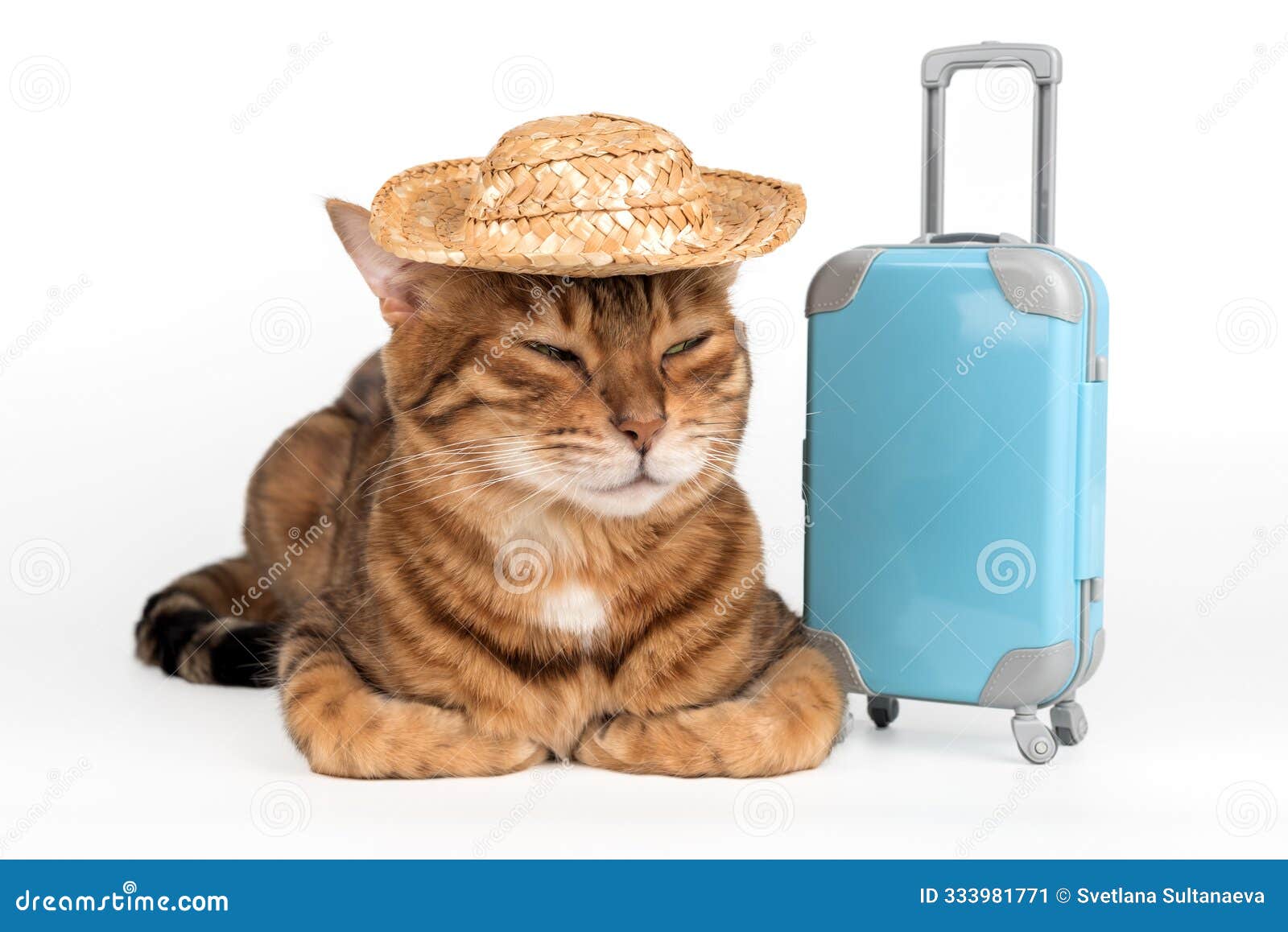 Cute Cat with Suitcase and in Straw Hat on White Background Stock Image ...