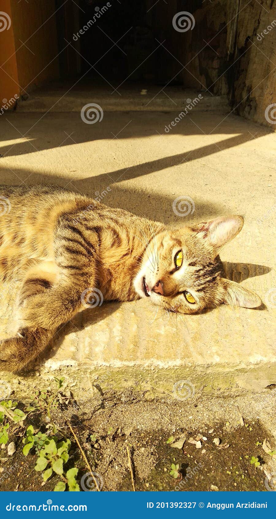 A cute cat is sunbathing stock image. Image of cute - 201392327
