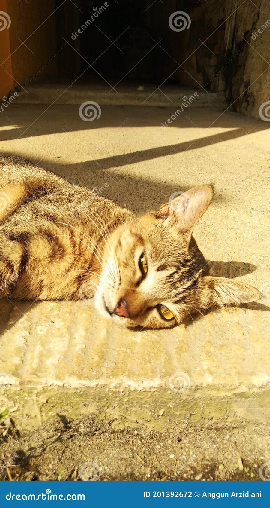 A cute cat is sunbathing stock photo. Image of sunbathing - 201392672