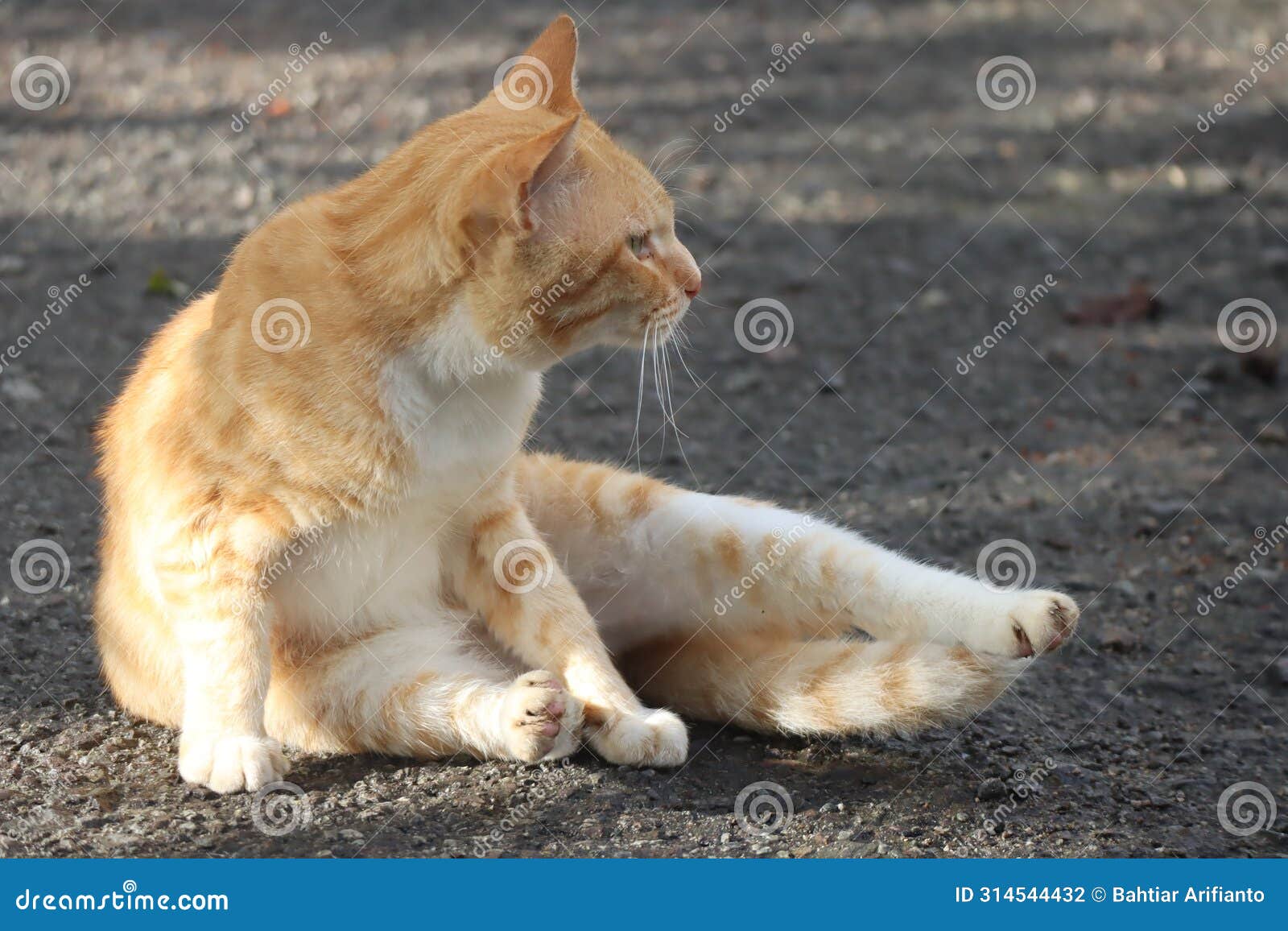 Cute cat sunbathing stock photo. Image of animal, wildcat - 314544432