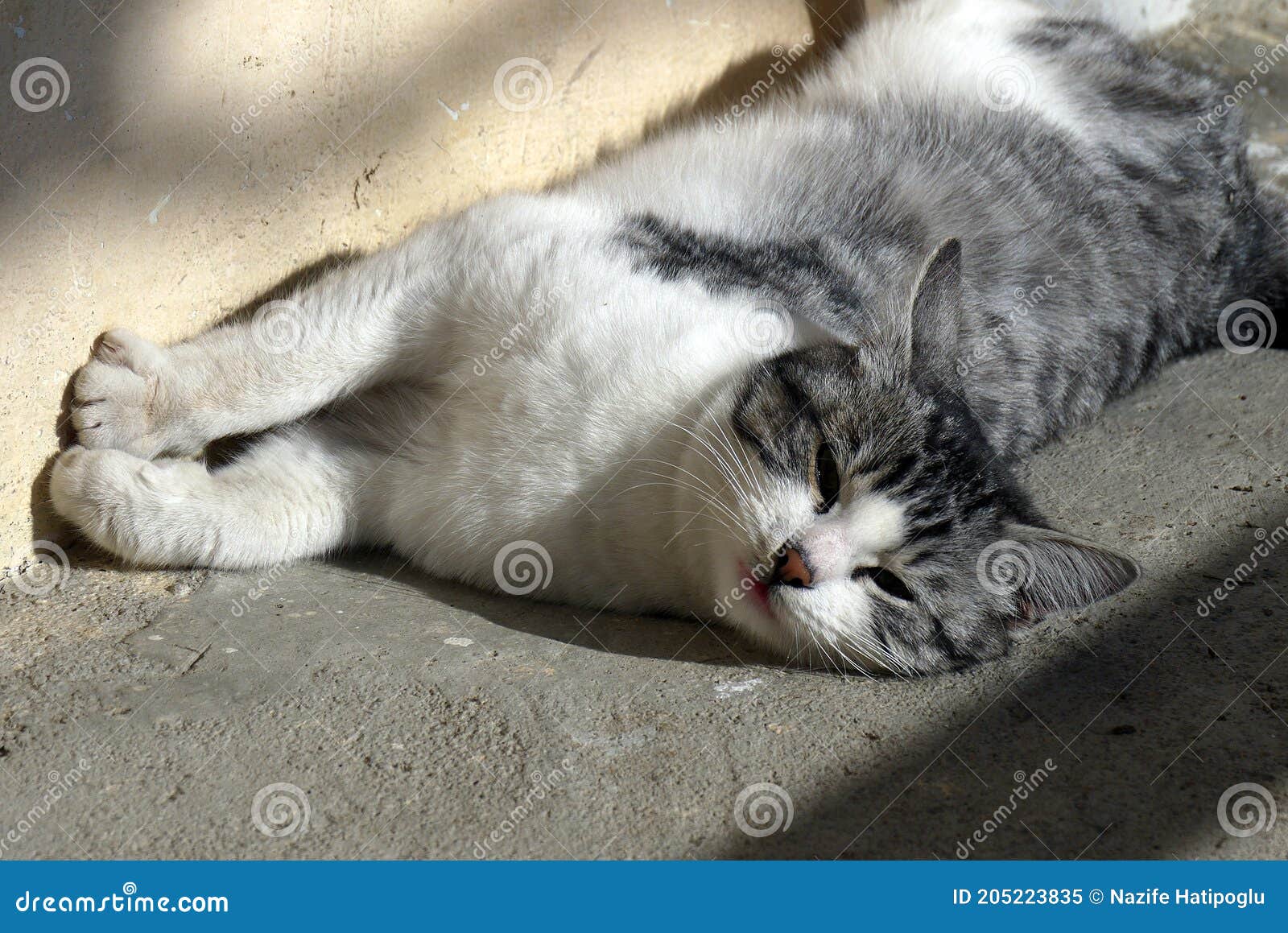 A Cute Cat Sunbathing, a Crazy Cat Sunbathing Stock Image - Image of ...