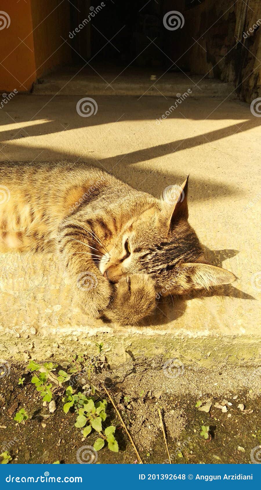 A cute cat is sunbathing stock photo. Image of cute - 201392648