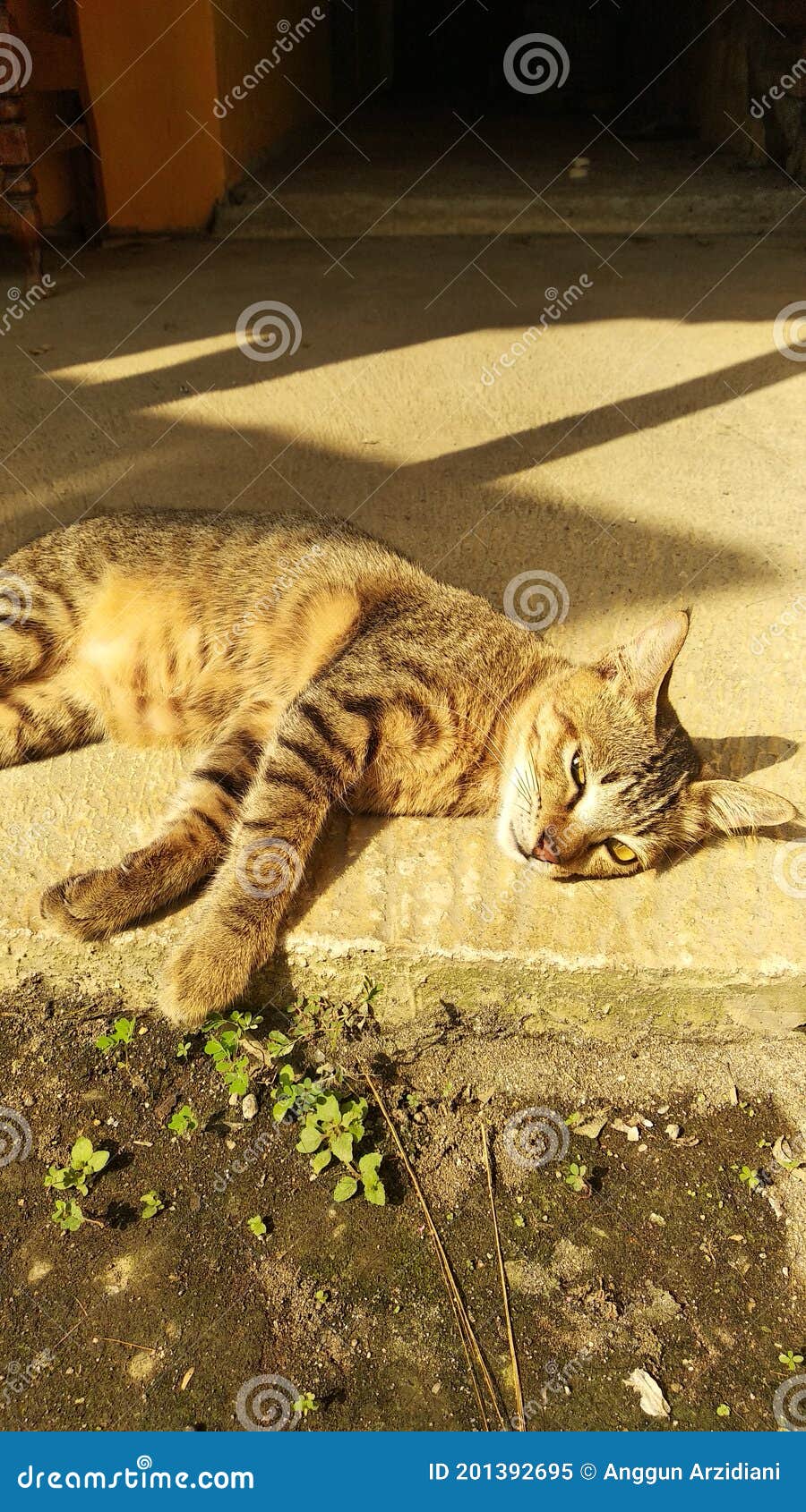A cute cat is sunbathing stock image. Image of plant - 201392695