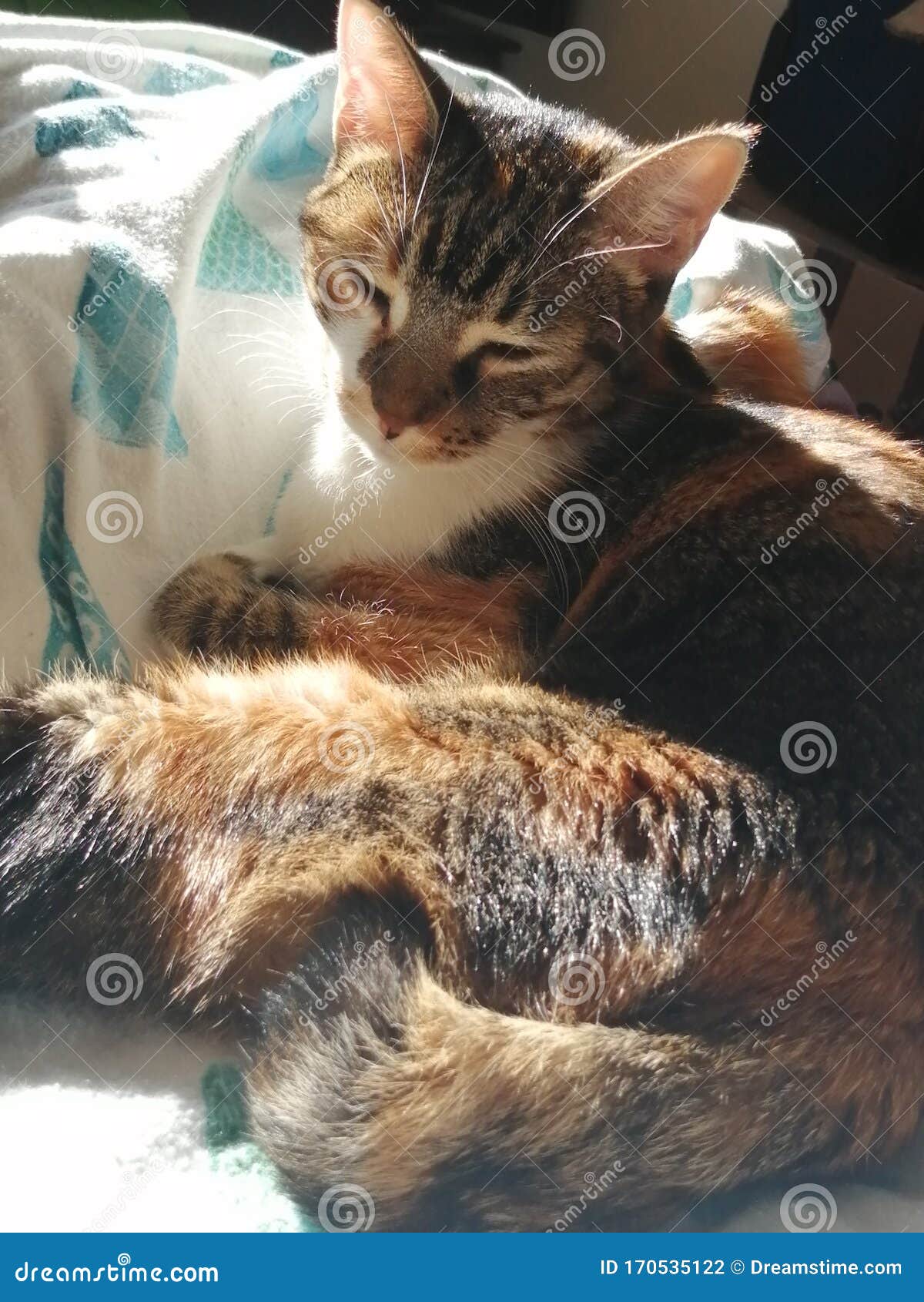 Cute cat in the sunlight stock photo. Image of sunlight - 170535122