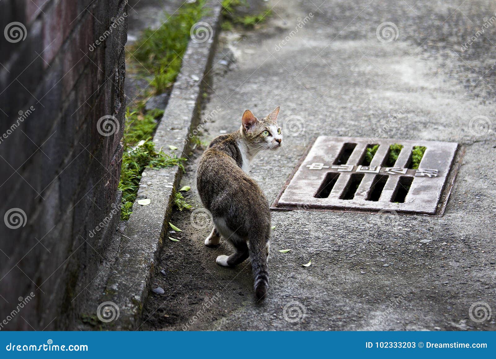 Cute cat stock image. Image of loving, innocent, cute - 102333203