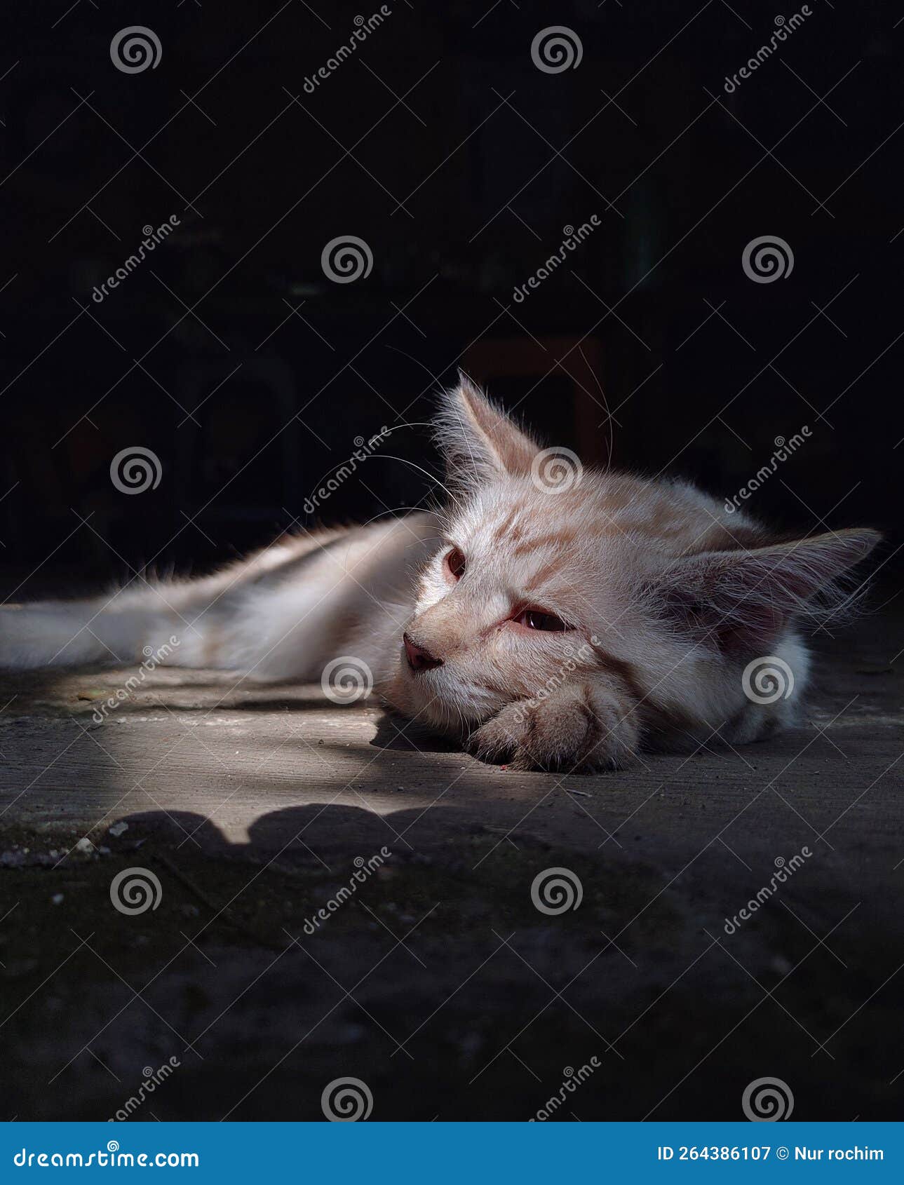 Cute Cat, Sweet Pet Cat Sad and Crying Stock Image - Image of whiskers ...