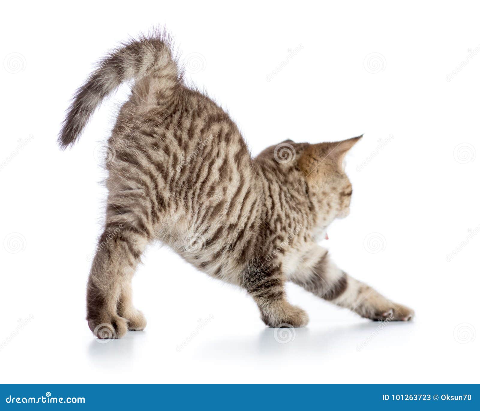 Tabby Cat Stretching On A Branch Outdoors Stock Image | CartoonDealer ...
