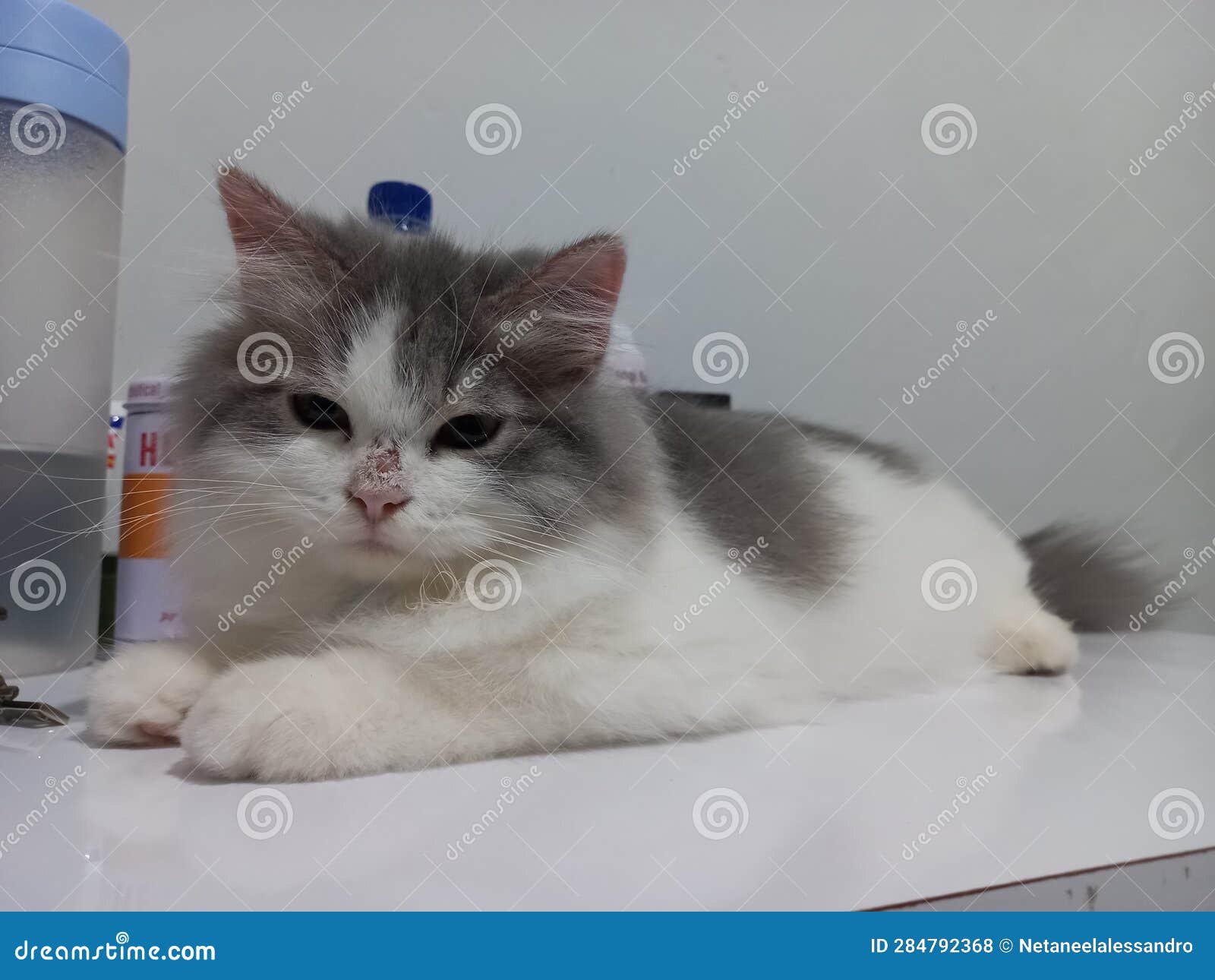 Cute Cat on the table stock photo. Image of table, kitten - 284792368