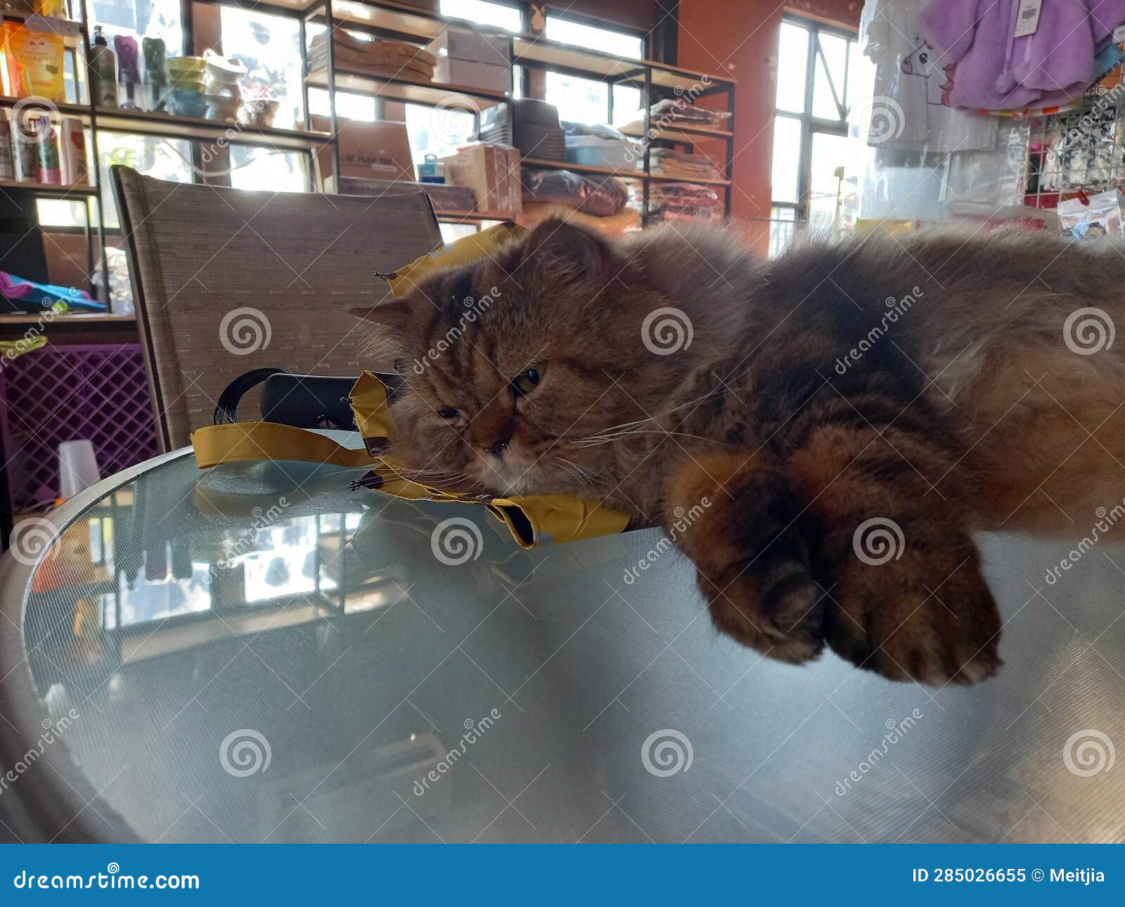 Cute Cat Taken from Cat Cafe Stock Image - Image of puppy, wildlife ...