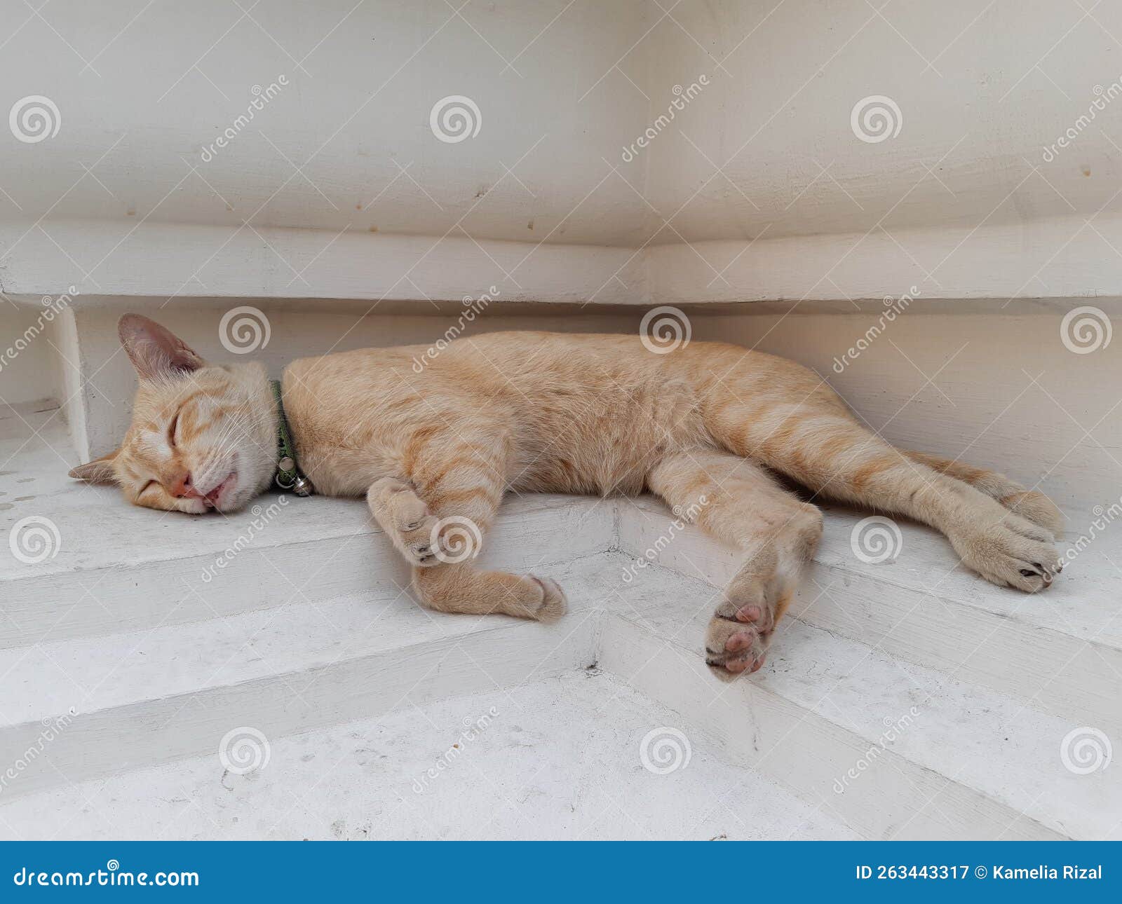 Cute cat is taking nap stock image. Image of taking - 263443317