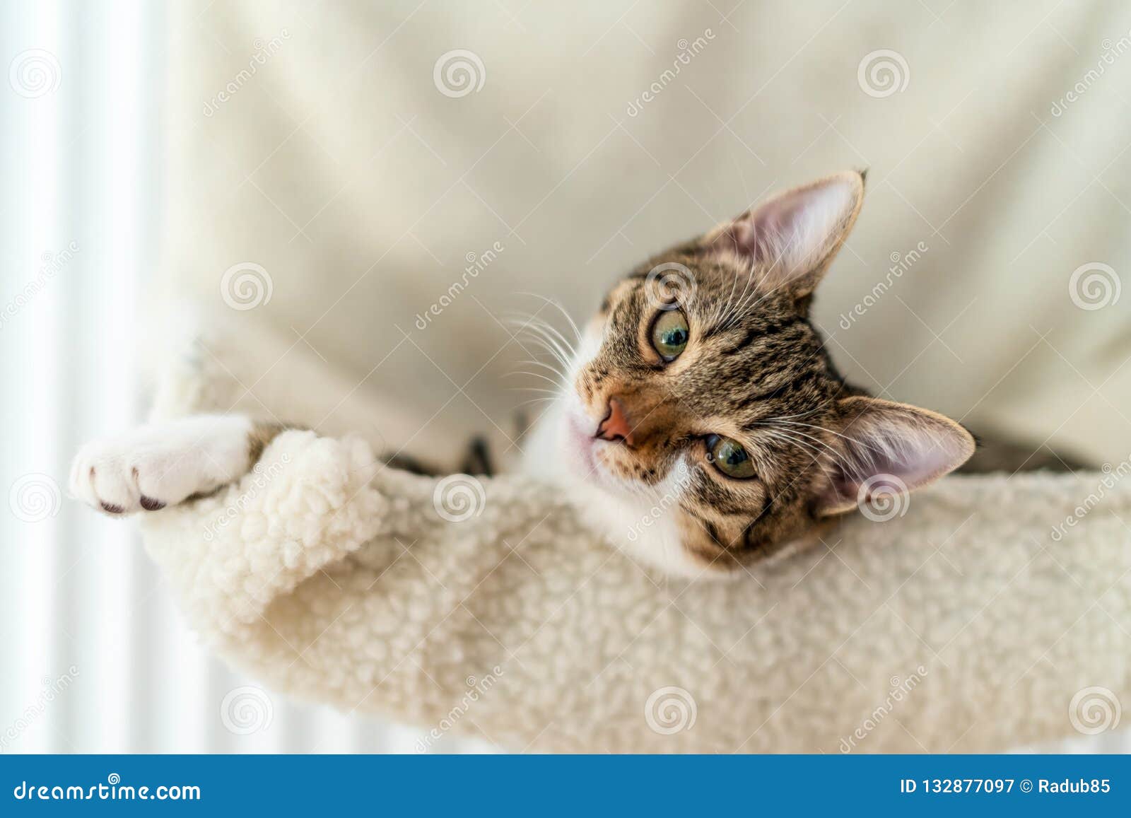 Cute Cat Taking a Nap stock image. Image of indoors - 132877097