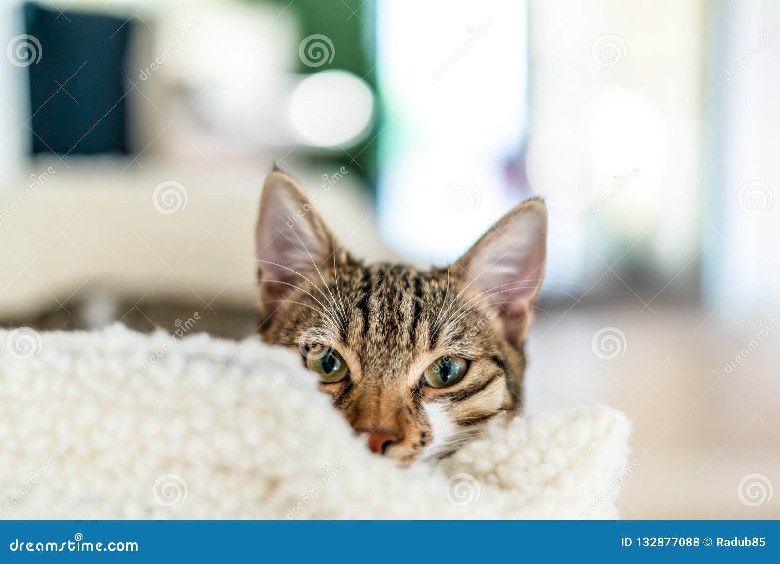 Cute Cat Taking a Nap stock photo. Image of background - 132877088