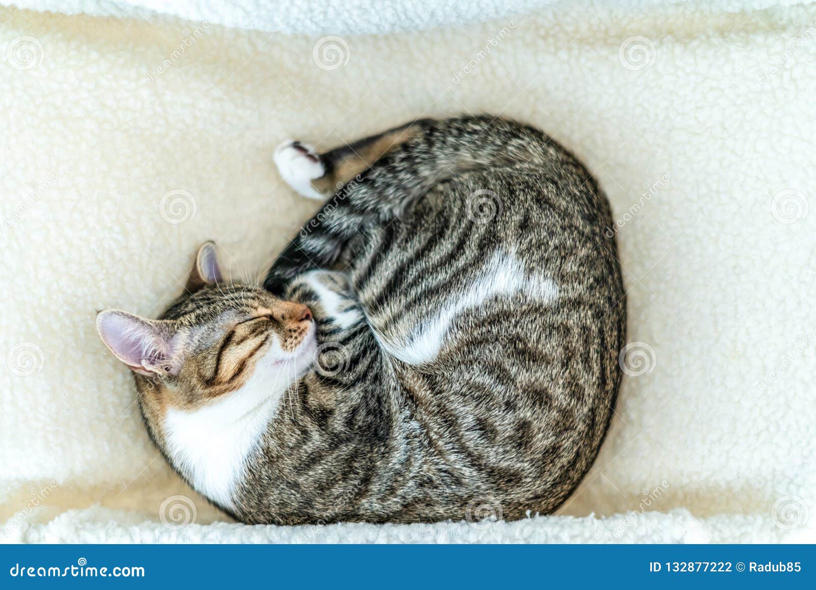 Cute Cat Taking a Nap stock photo. Image of looking - 132877222