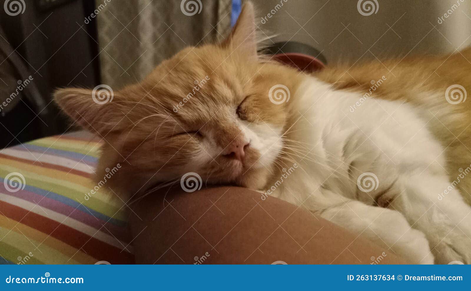 Cute Cat Taking a Nap by Leaning Back Stock Photo - Image of sleep ...