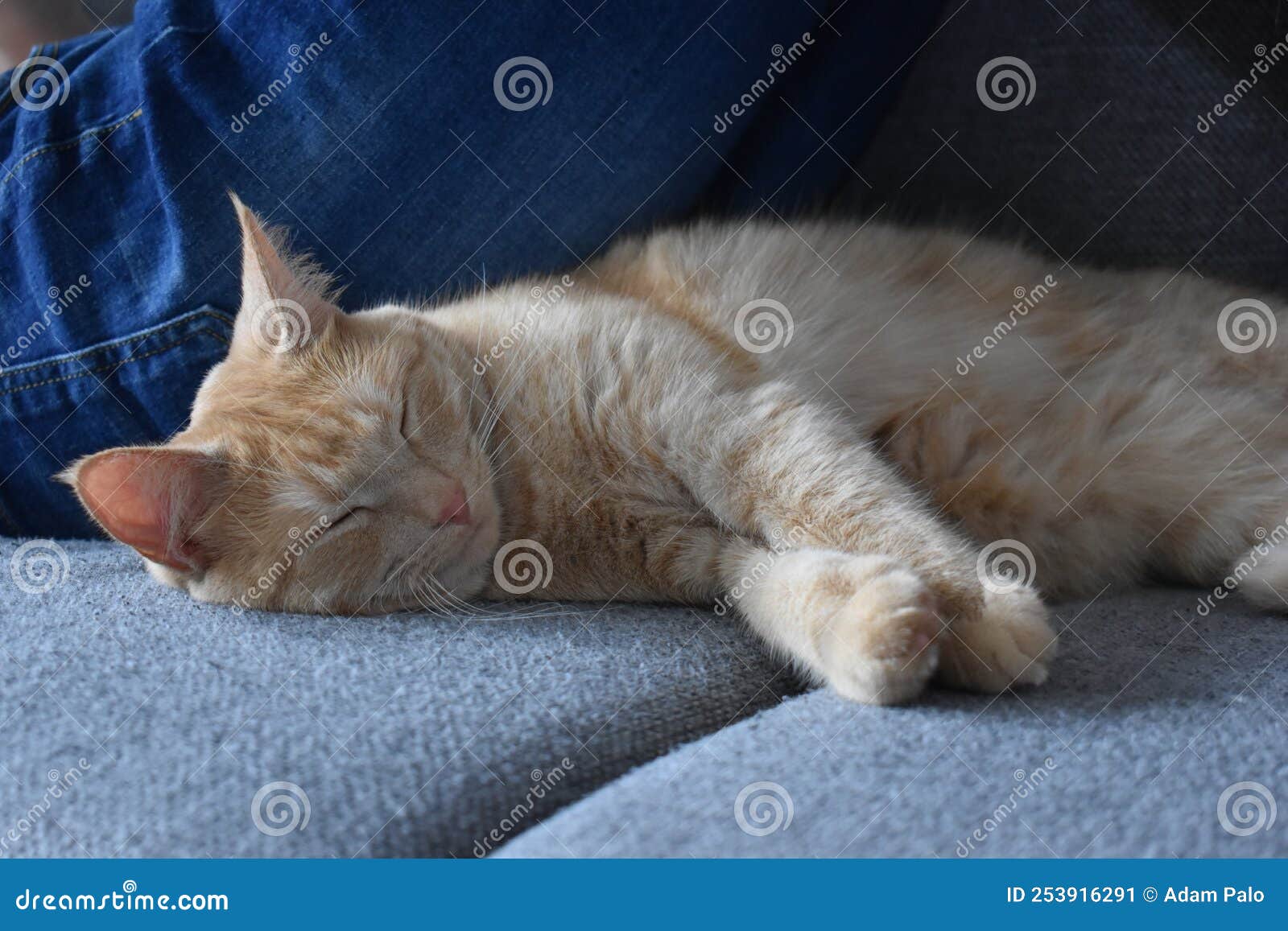 Cute Cat Taking a Nap on a Sofa Stock Image - Image of snout, whiskers ...
