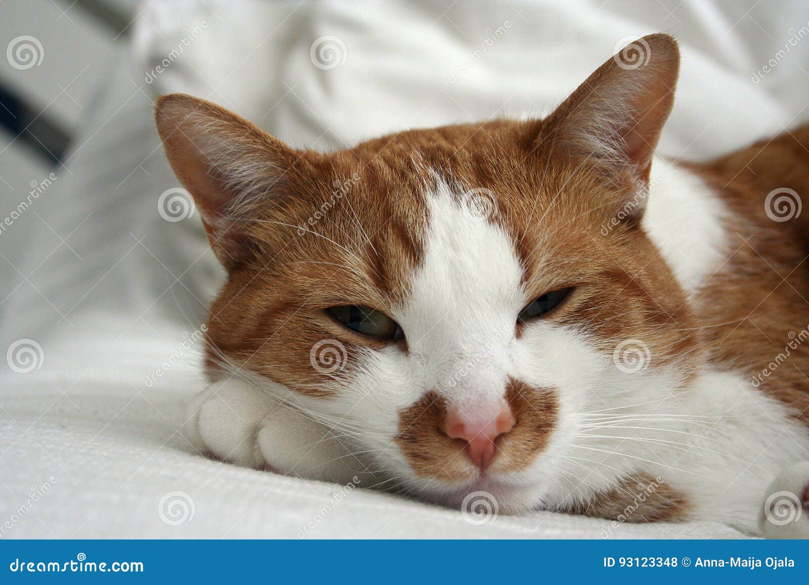 Cute Cat Taking a Nap on a Sofa Stock Photo - Image of darling ...