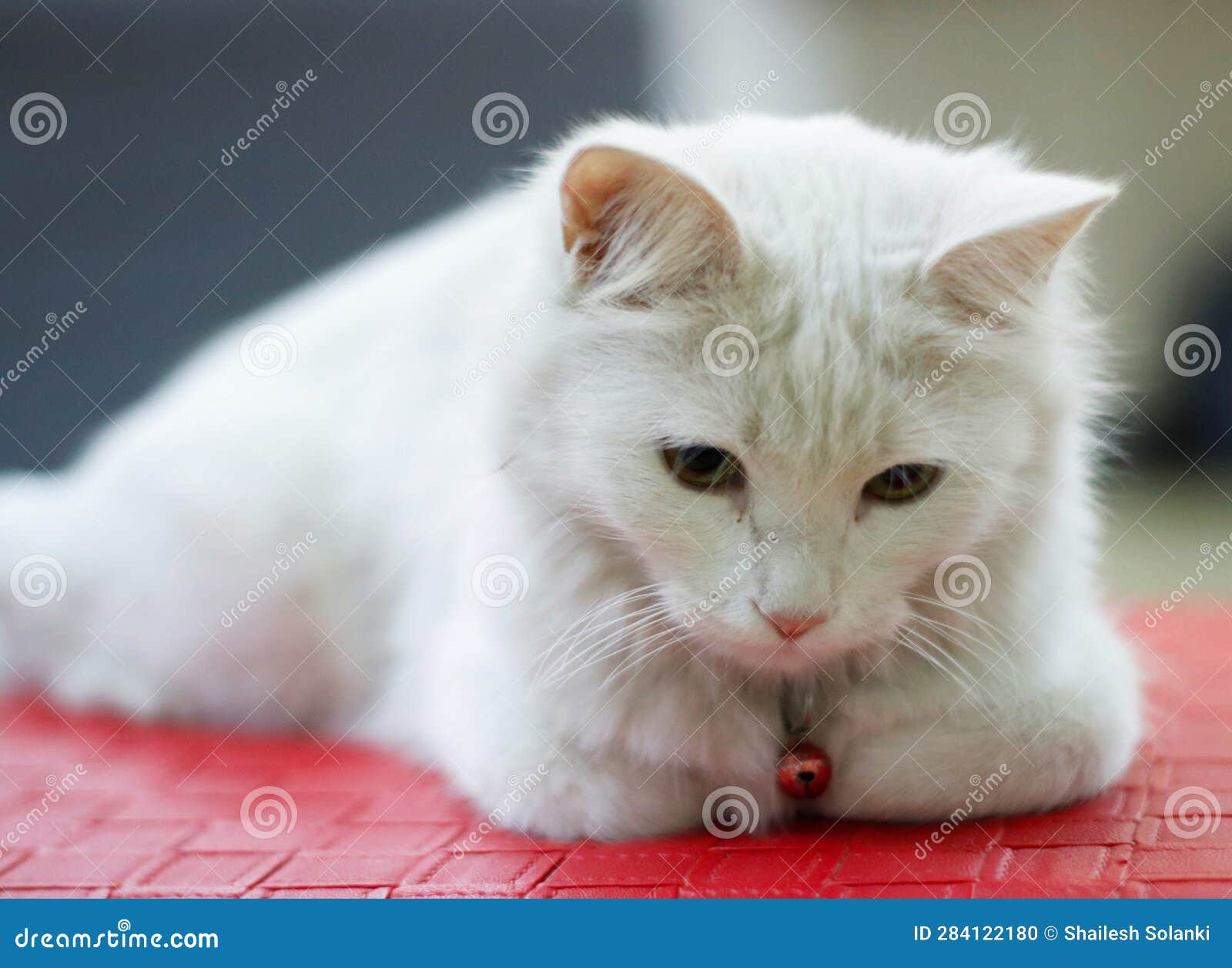 A Cute Cat with thinking stock photo. Image of deep - 284122180