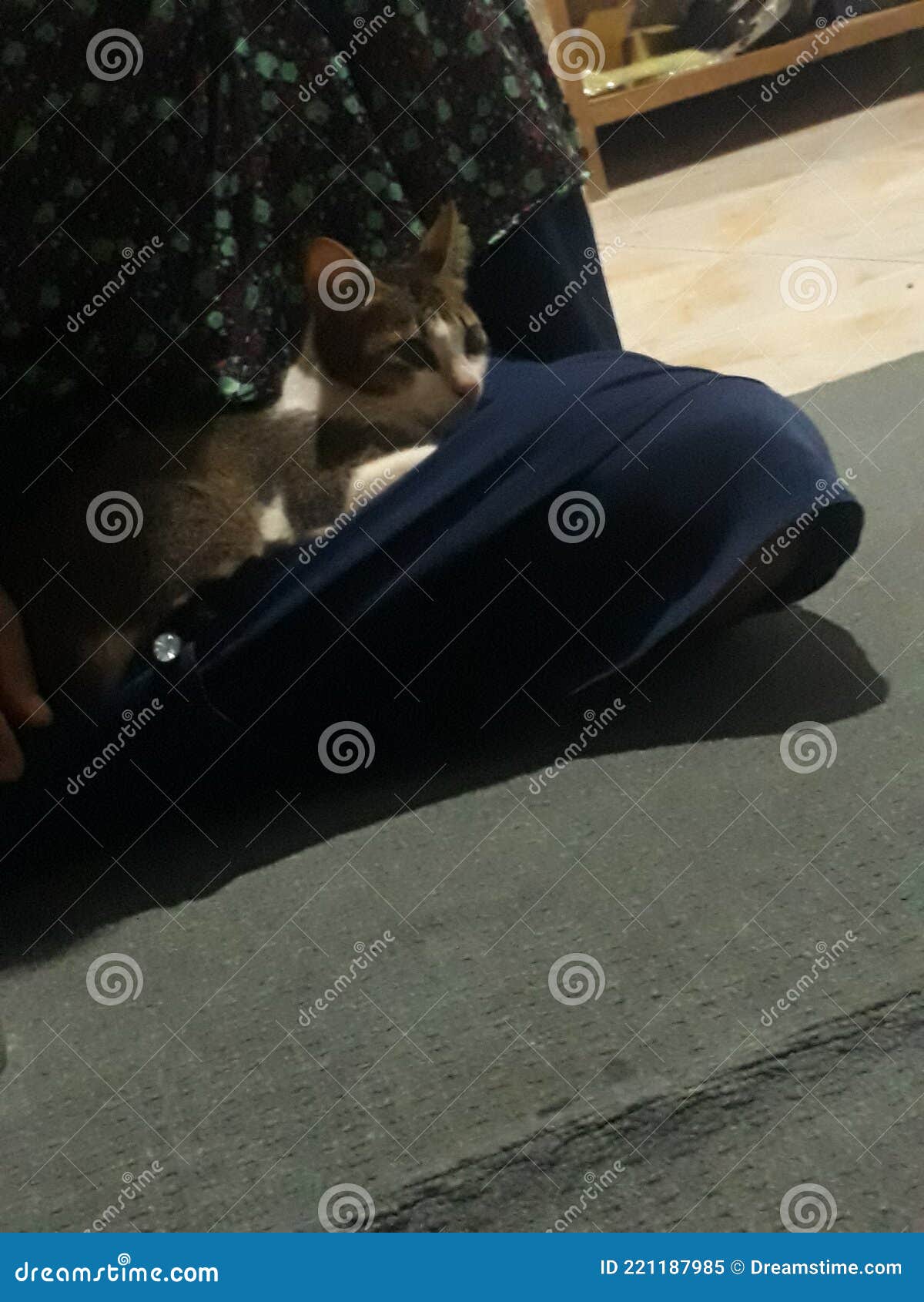 Cute Cat is Thinking about Something Stock Image - Image of white, hand ...